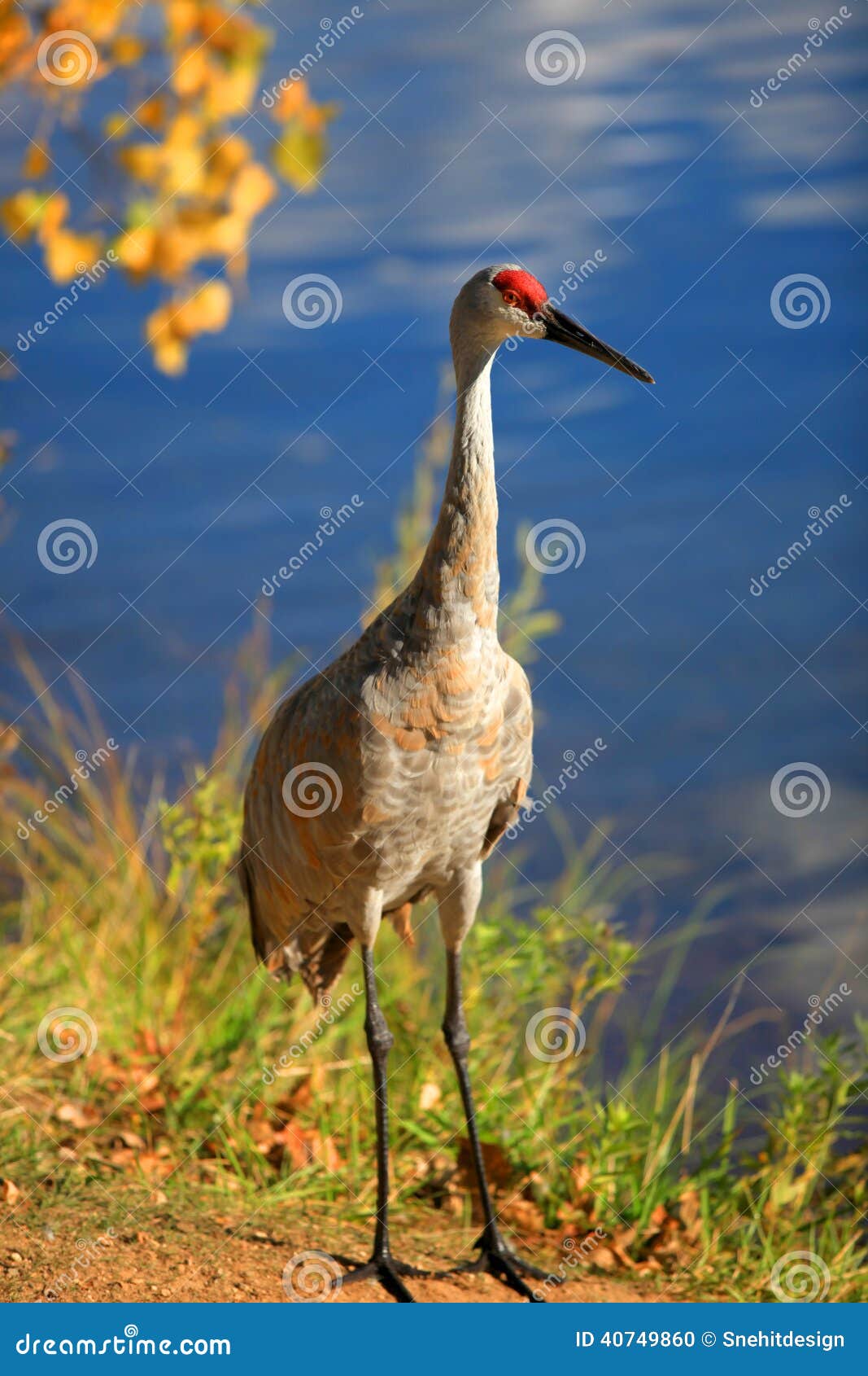 Tall Sandhill crane stock photo. Image of ornithology - 40749860