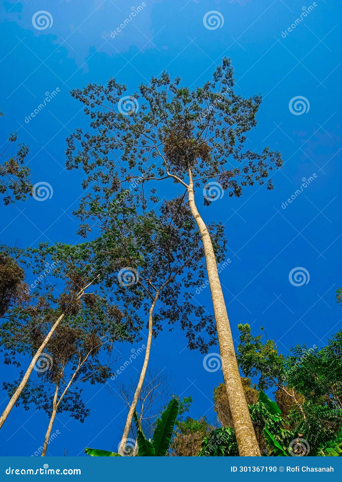 Tall Sengon Tree Under the Clear Blue Sky Stock Photo - Image of blue ...