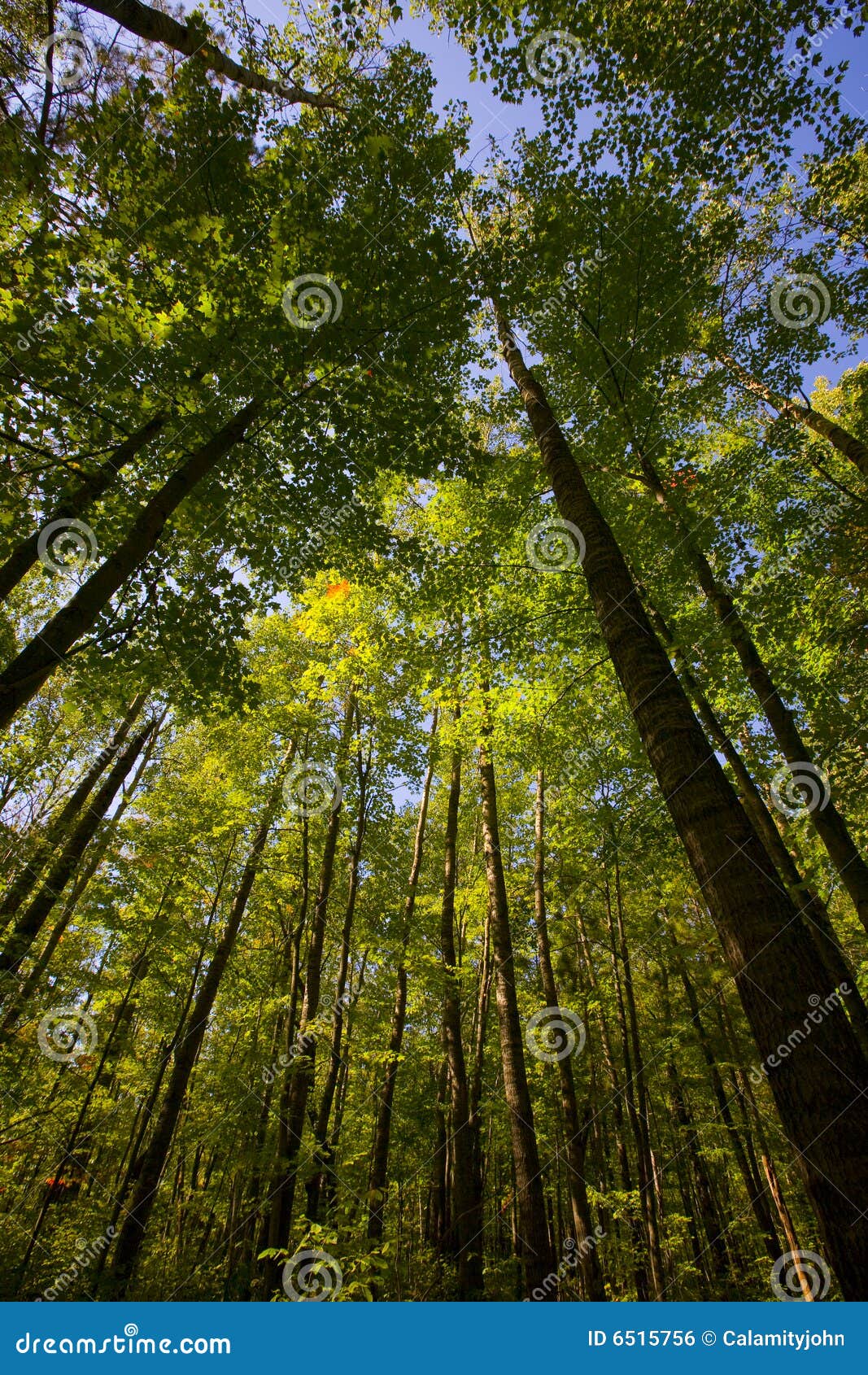 Tall September Forest stock photo. Image of wild, forest - 6515756