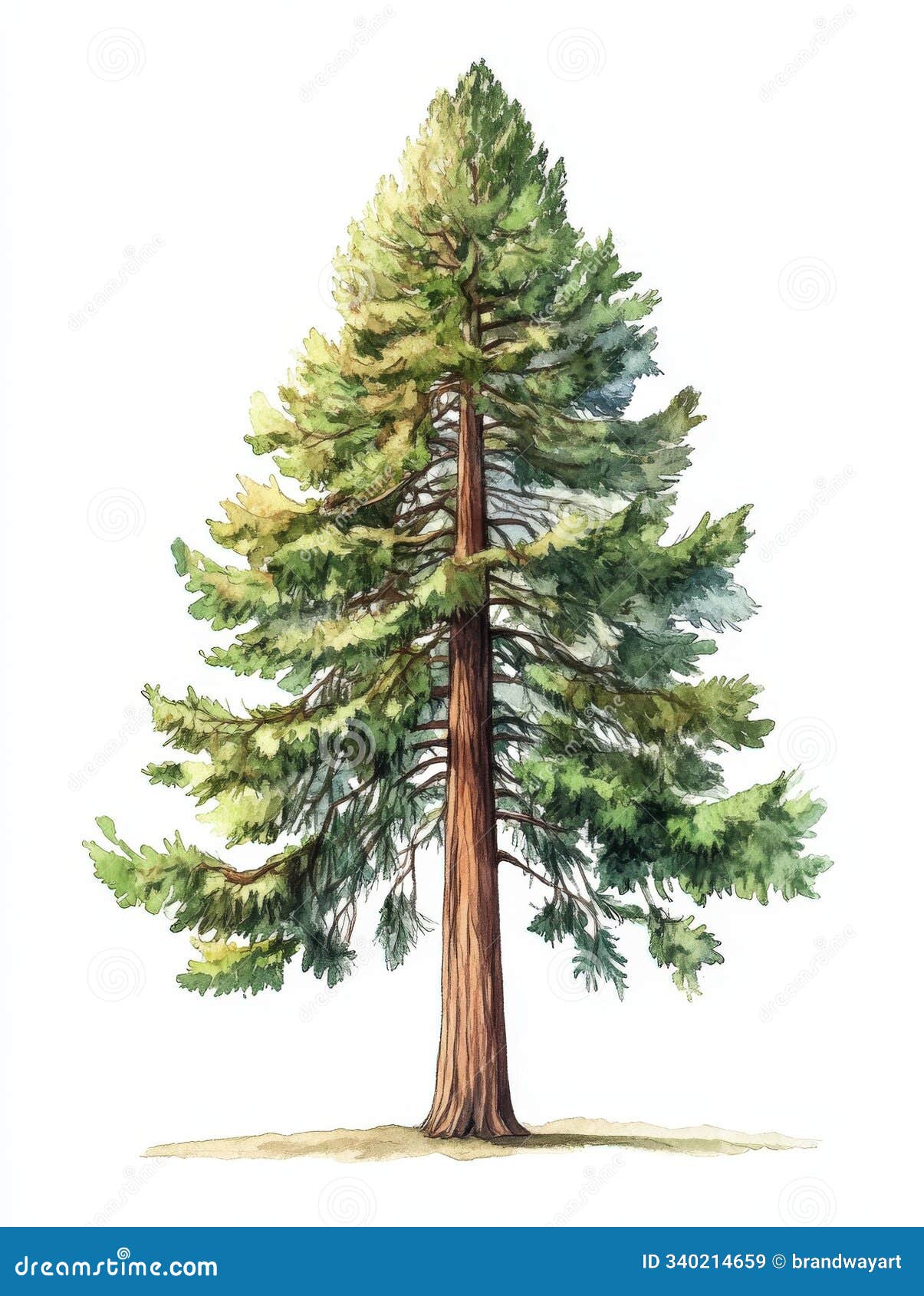 A Tall Sequoia Sempervirens Tree Standing Majestically in Sunlight ...
