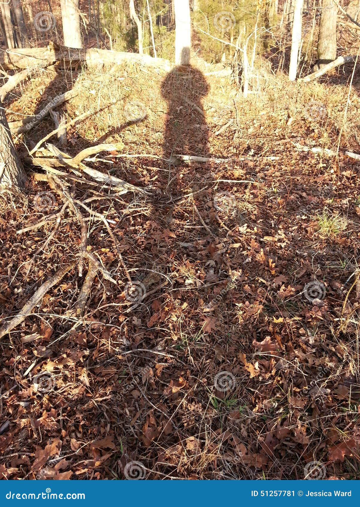 Tall shadow stock image. Image of winter, december, nature - 51257781