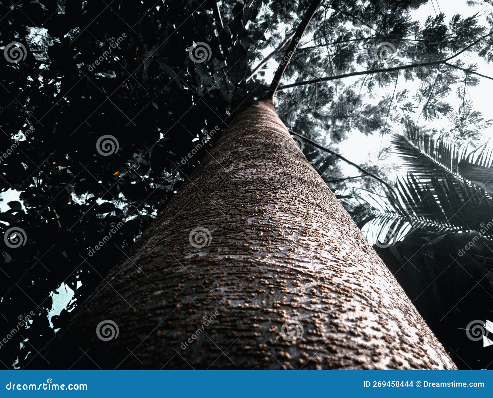 A Tall, Shady Tree with a Darker Tone Stock Photo - Image of light ...
