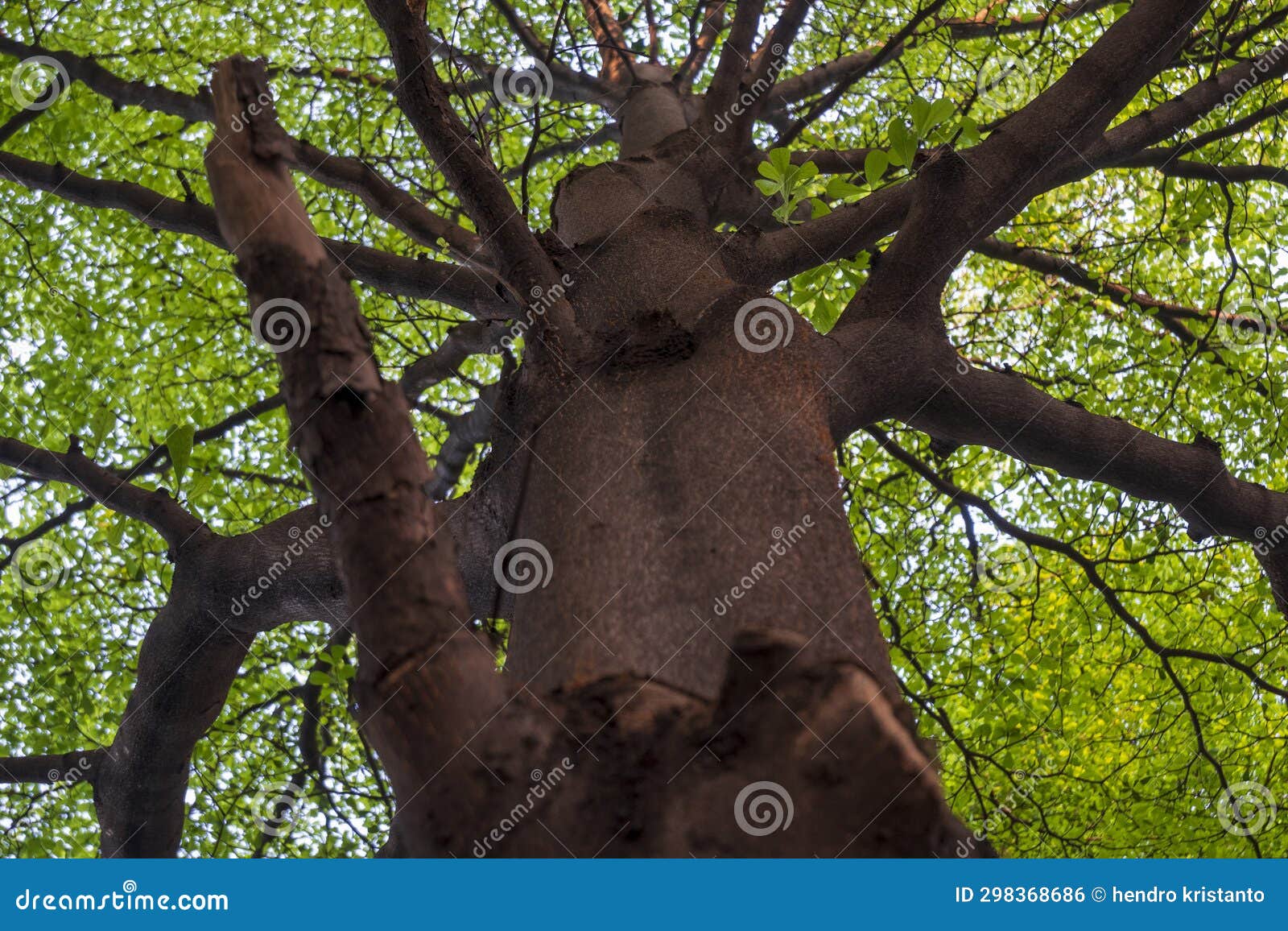 A Tall, Shady Tree with Dense Leaves Provides Coolness during the Day ...