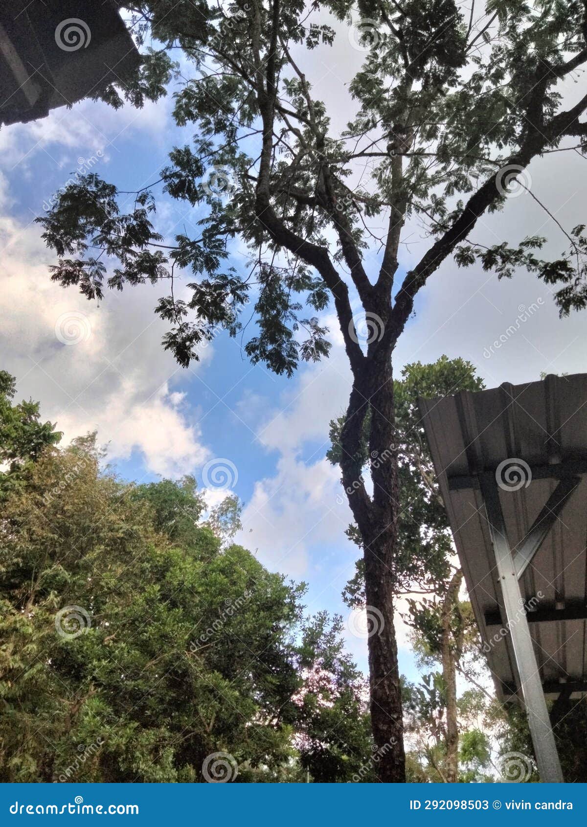 Tall Shady Tree Next To the House Stock Image - Image of white, home ...