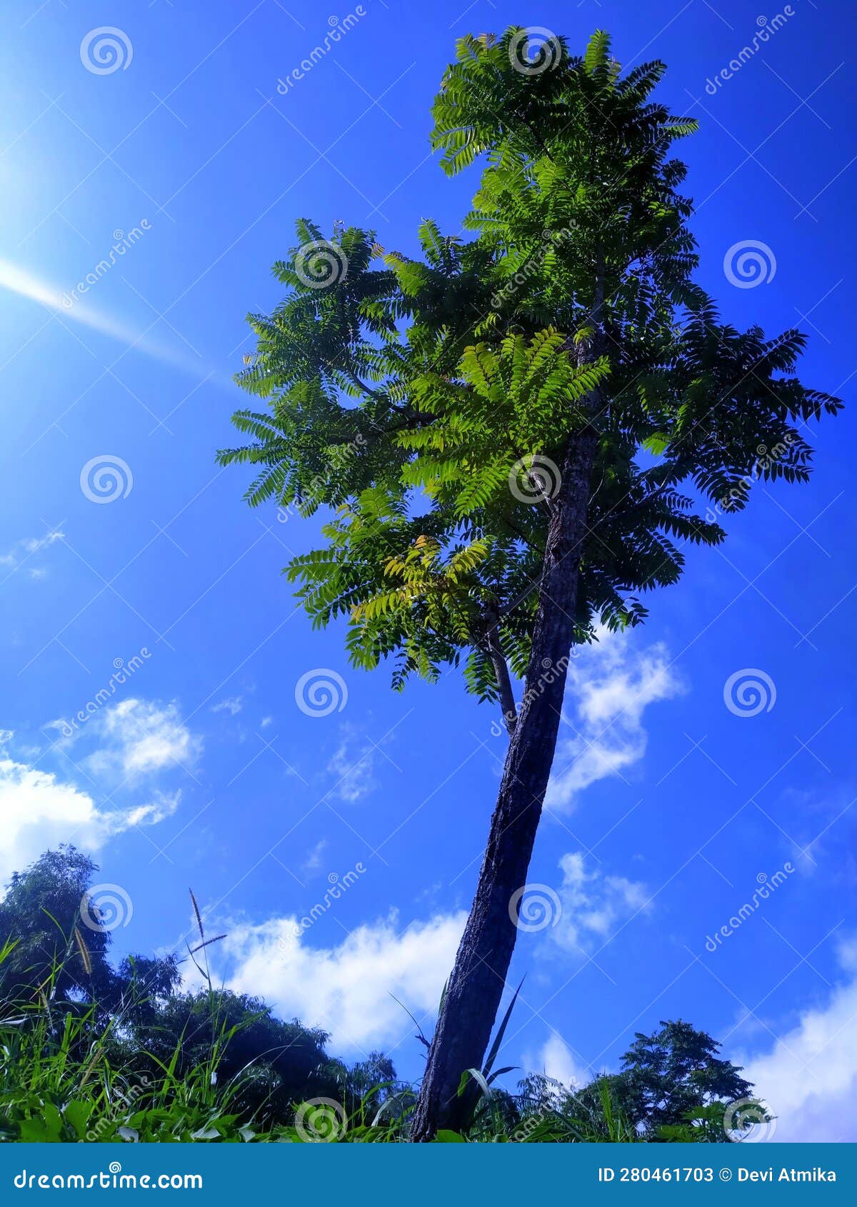 What a Beautiful Shady Tree Stock Image - Image of shady, tall: 280461703