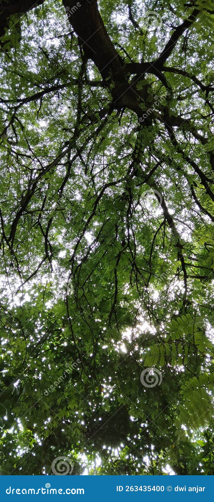 A Tall and Shady Tree in the Yard of the House Stock Photo - Image of ...