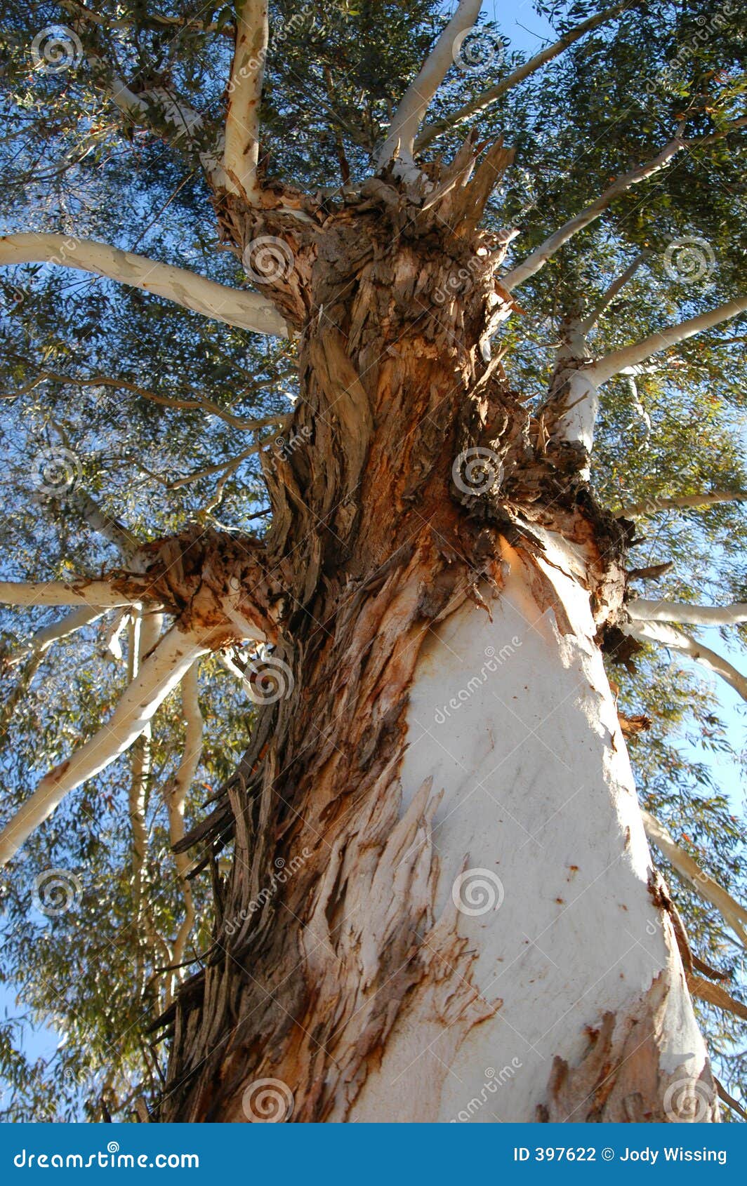 Tall Shedding Tree stock photo. Image of trees, africa - 397622