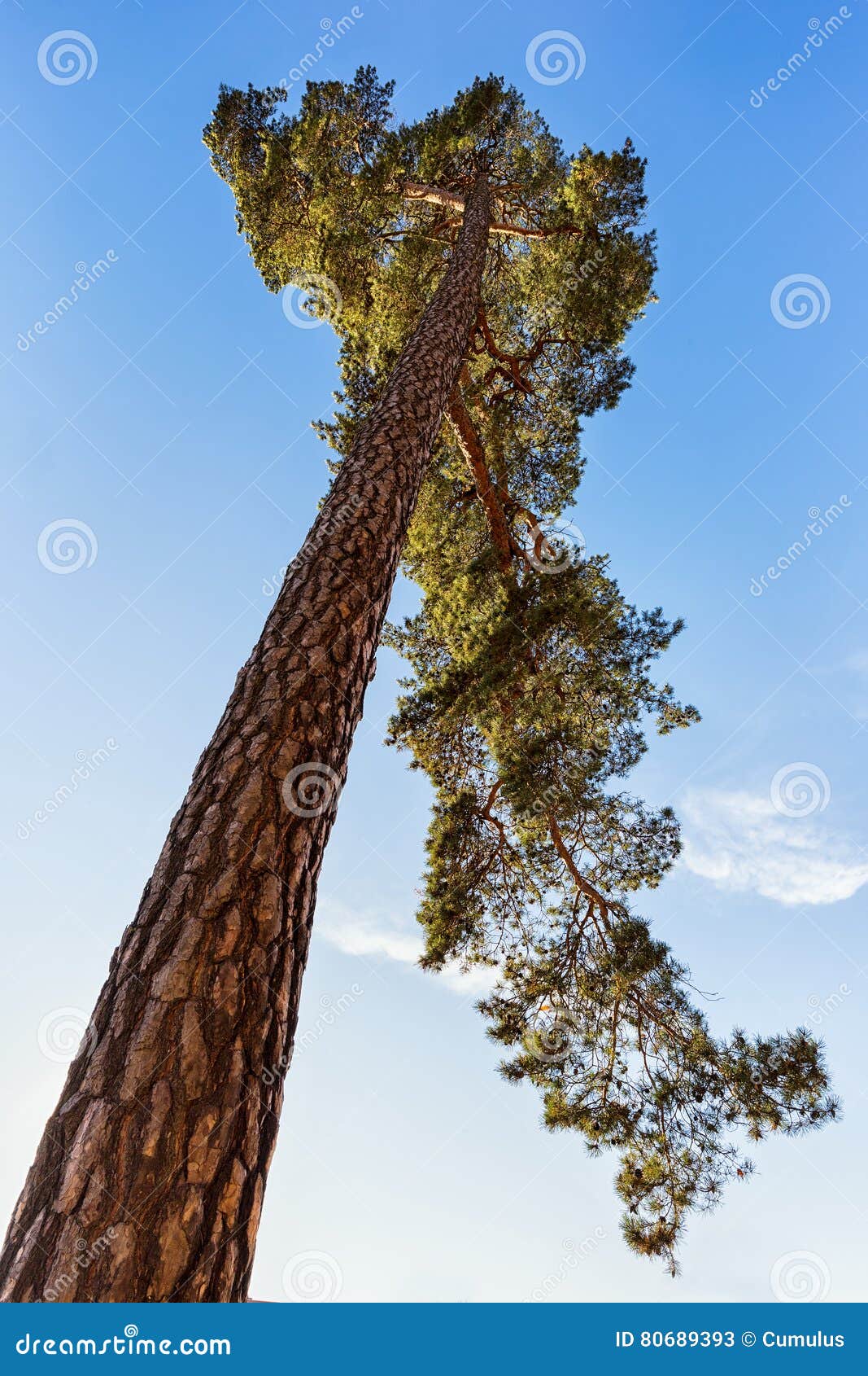 Tall single Pine tree. stock image. Image of single, pinus - 80689393