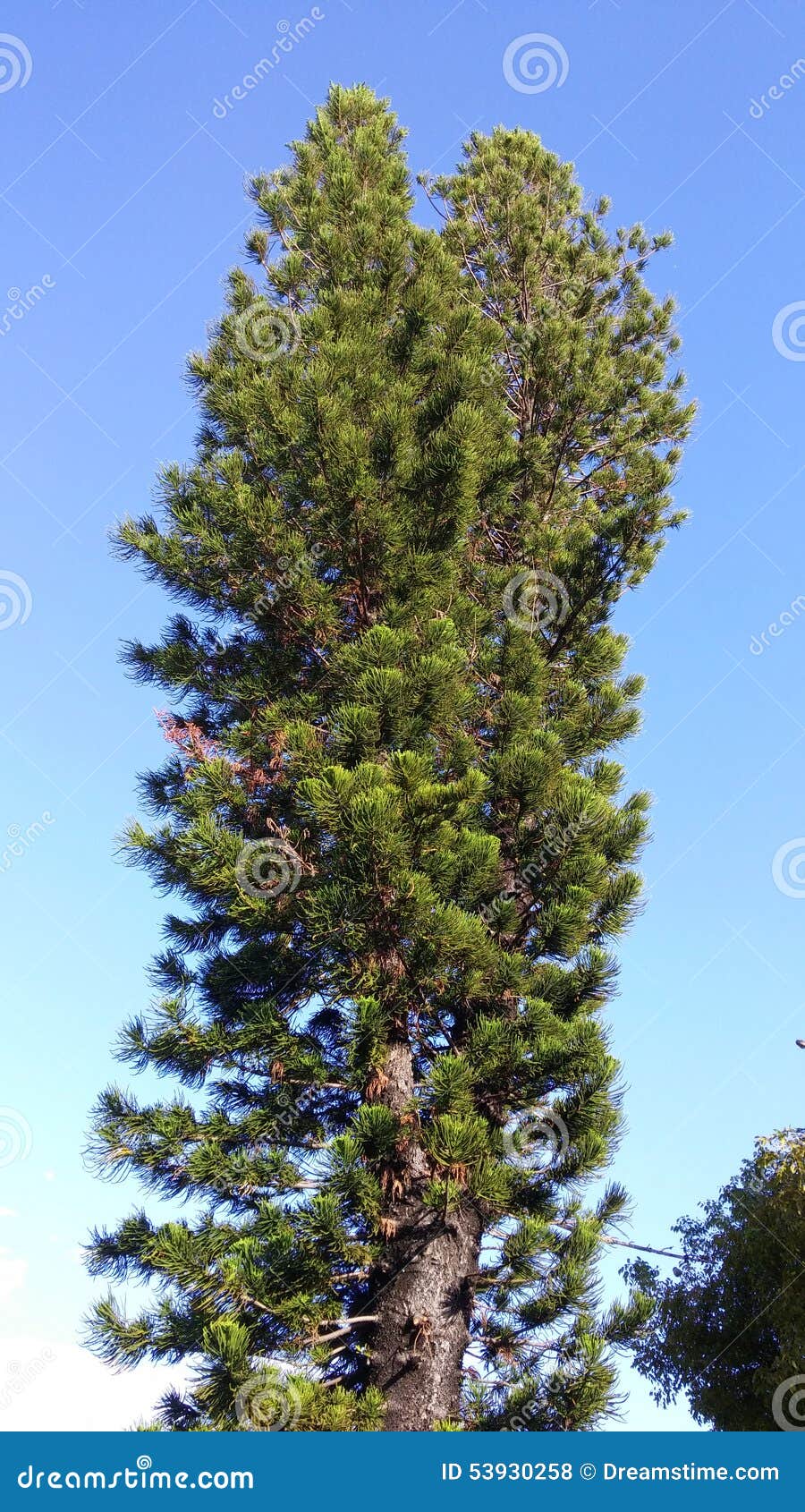 Tall Single Pine Tree Up Close Stock Photo - Image of trees, close ...