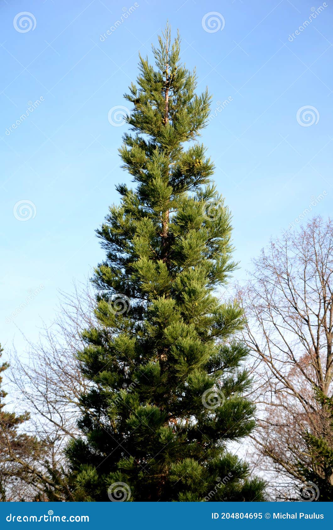 A Tall but Slender, Evergreen Conifer Whose Structure Resembles ...