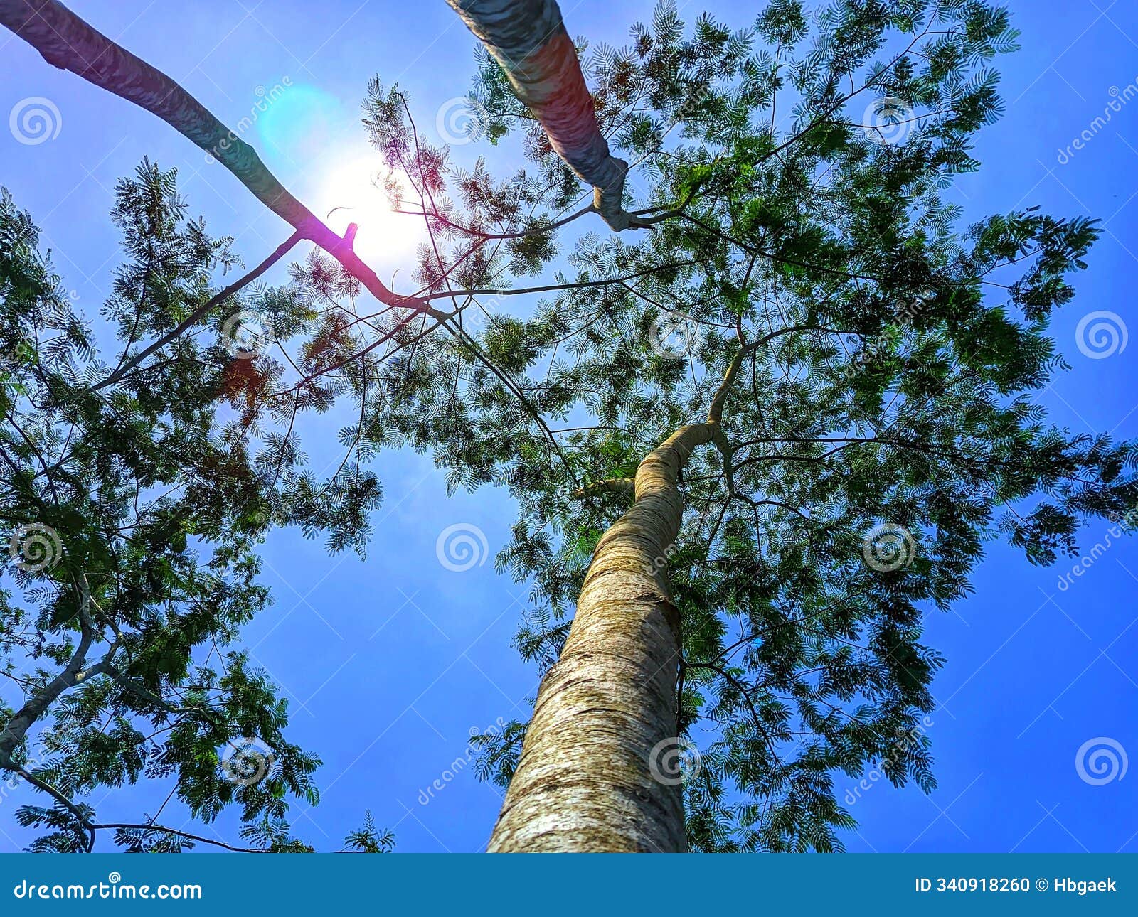 A Tall,slender Tree Reaches Toward the Blue Sky Stock Photo - Image of ...