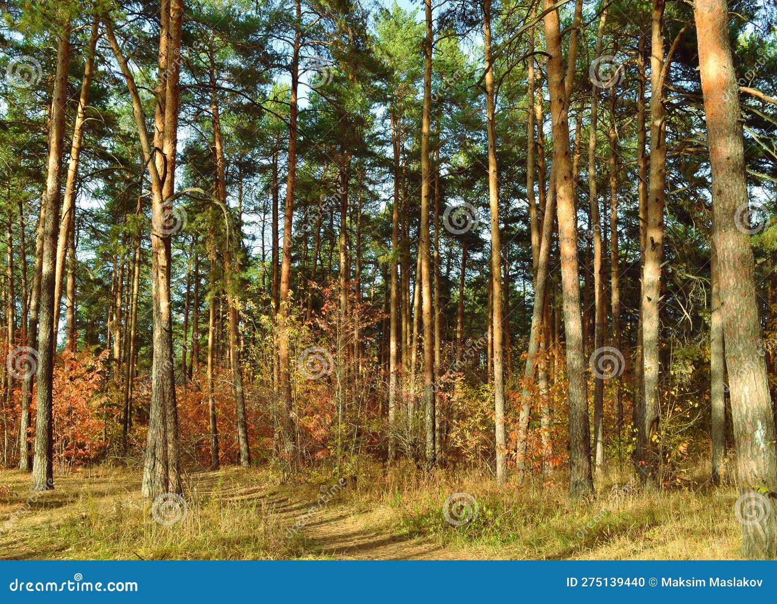 The Tall, Slender Trunks of the Pine Trees in the Autumn Woods Under ...