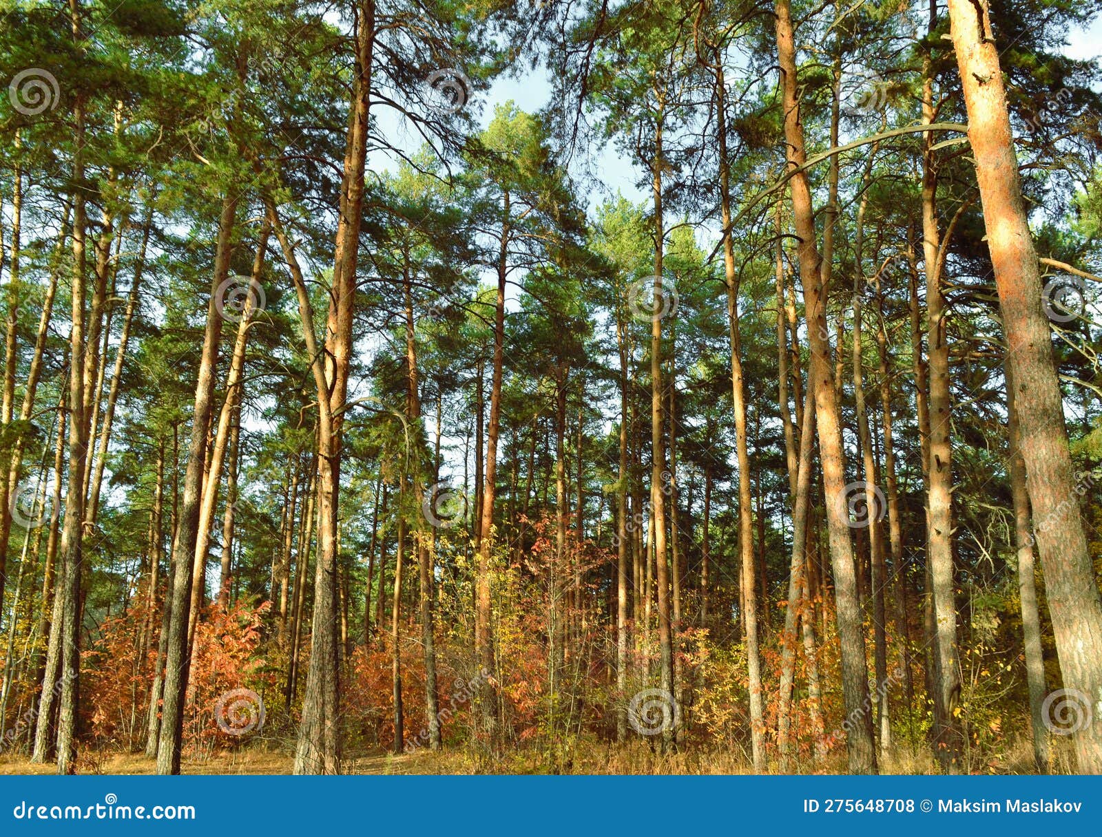 The Tall, Slender Trunks of the Pine Trees in the Autumn Woods Under ...