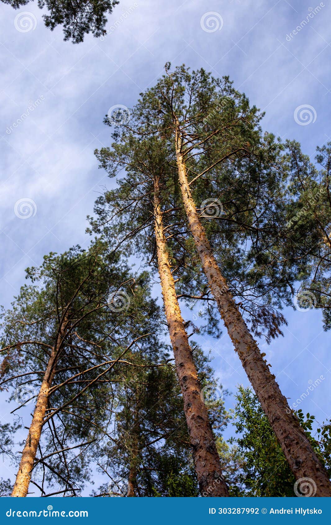 A Tall and Smooth Tree, a Pine Tree Under a Beautiful Sky and an ...