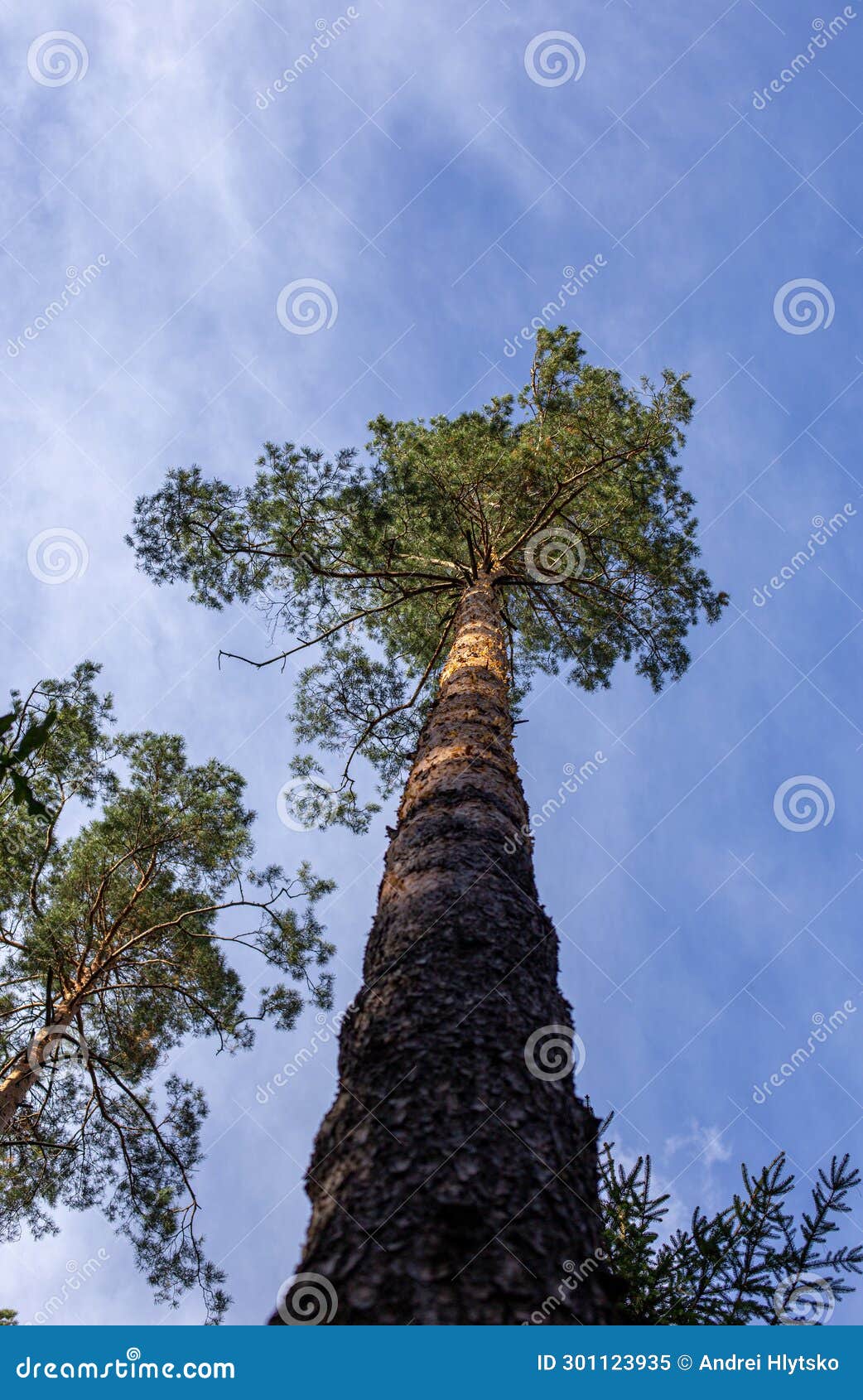 A Tall and Smooth Tree, a Pine Tree Under a Beautiful Sky and an ...