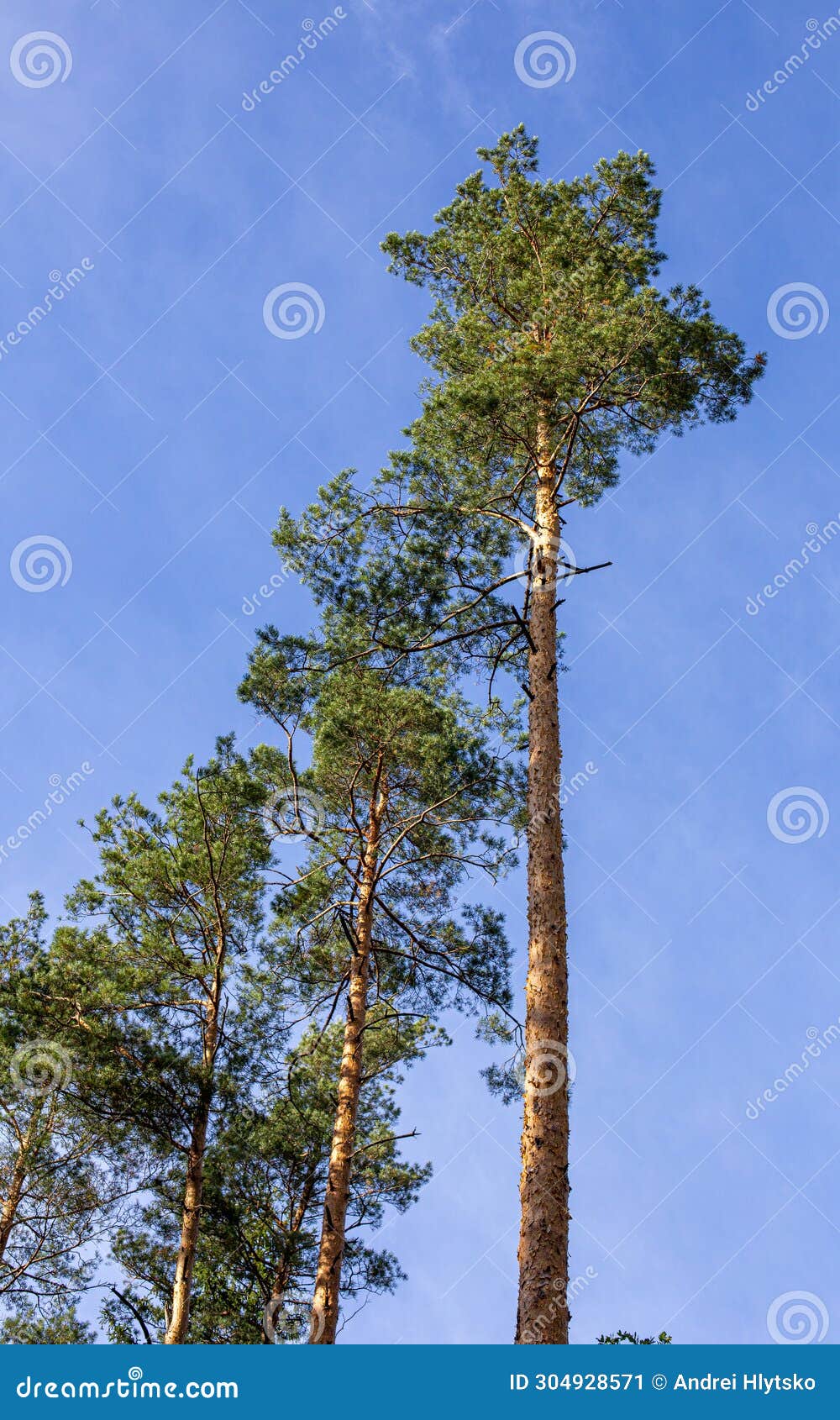 A Tall and Smooth Tree, a Pine Tree Under a Beautiful Sky and an ...