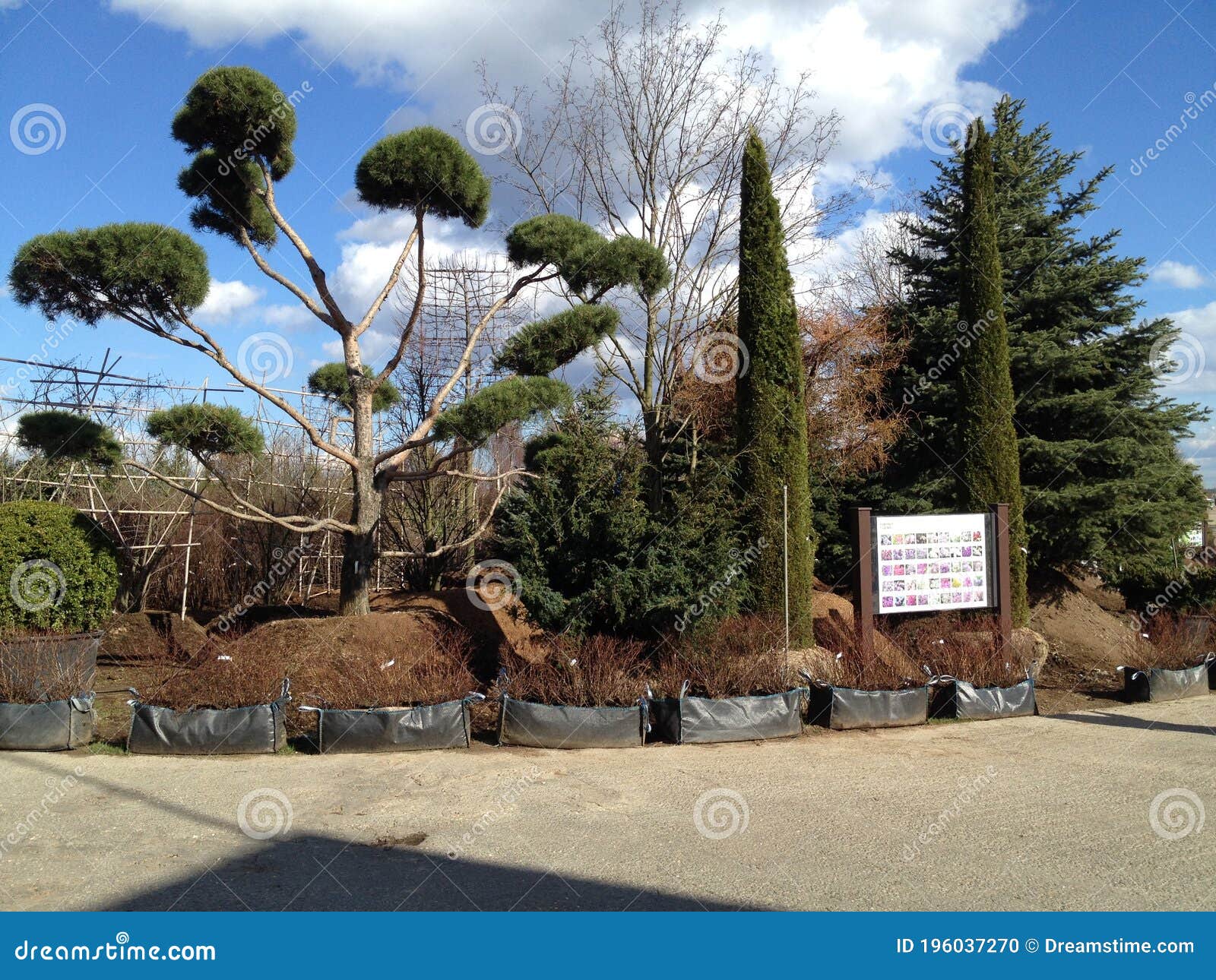 Tall, Smoothly Formed Trees and Shrubs Stock Photo - Image of garden ...
