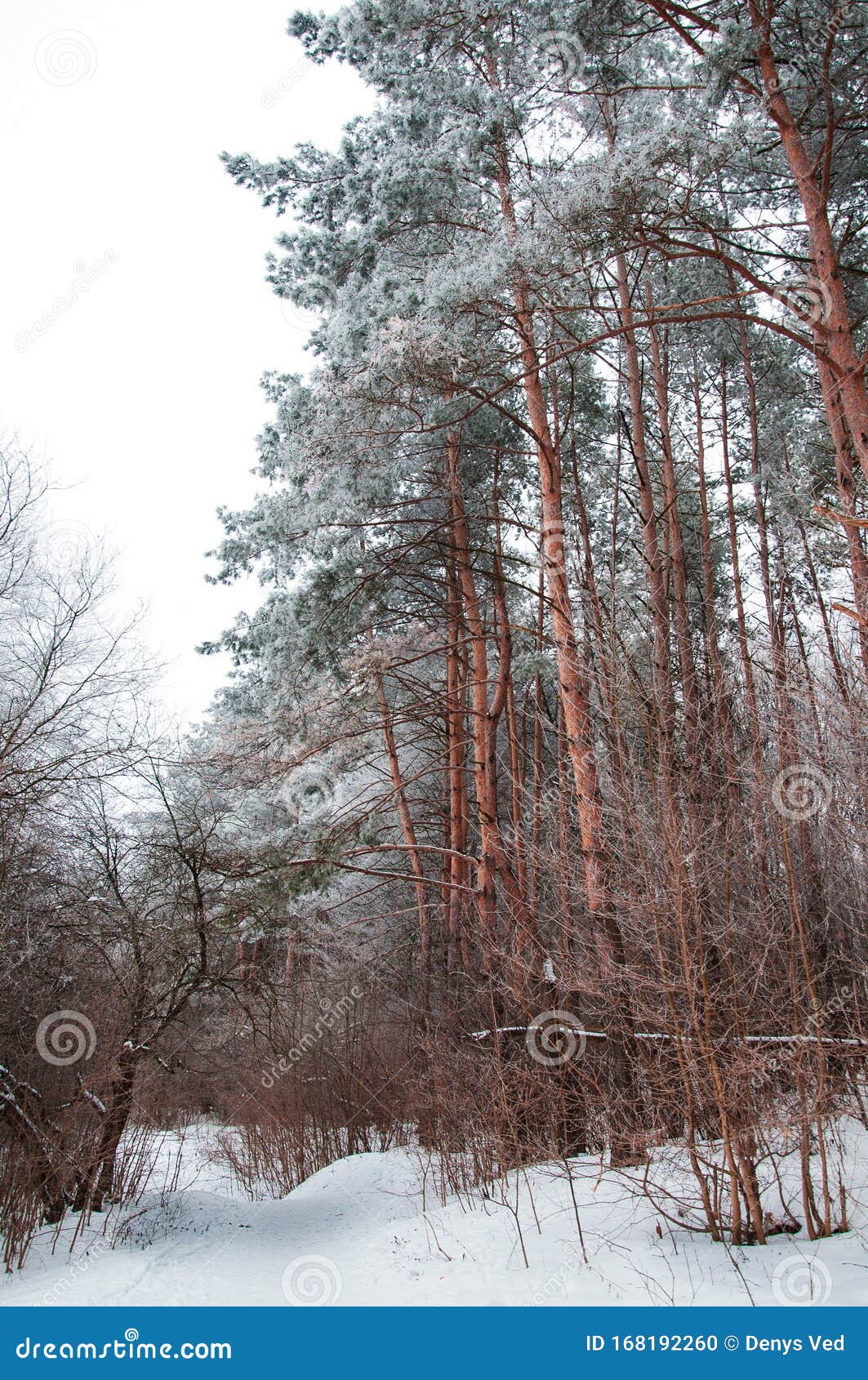 Tall Snowy Pine Tree in the Winter Forest by the Road Stock Photo ...