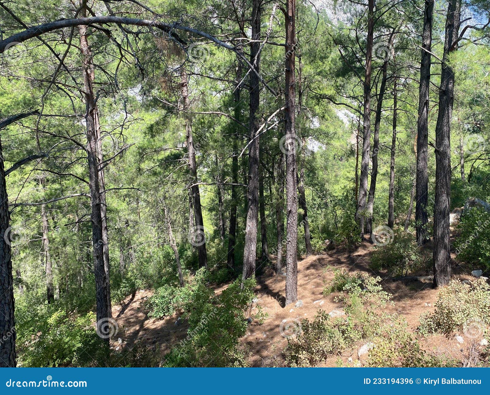 Tall Spindly Pine Trees in a Coniferous Forest Stock Photo - Image of ...