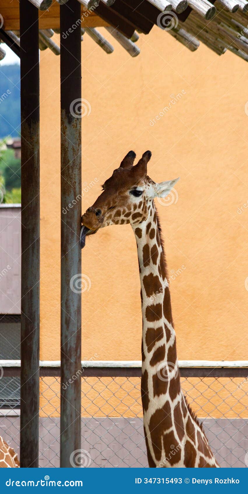 A Tall, Spotted Giraffe Licks a Pole in the National Park Stock Image ...