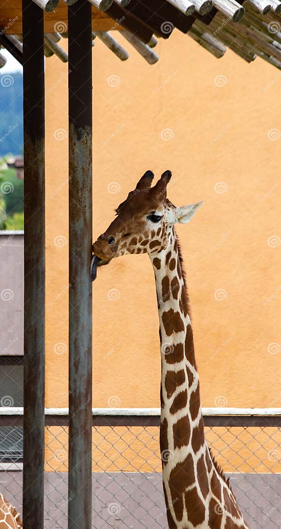 A Tall, Spotted Giraffe Licks a Pole in the National Park Stock Image ...