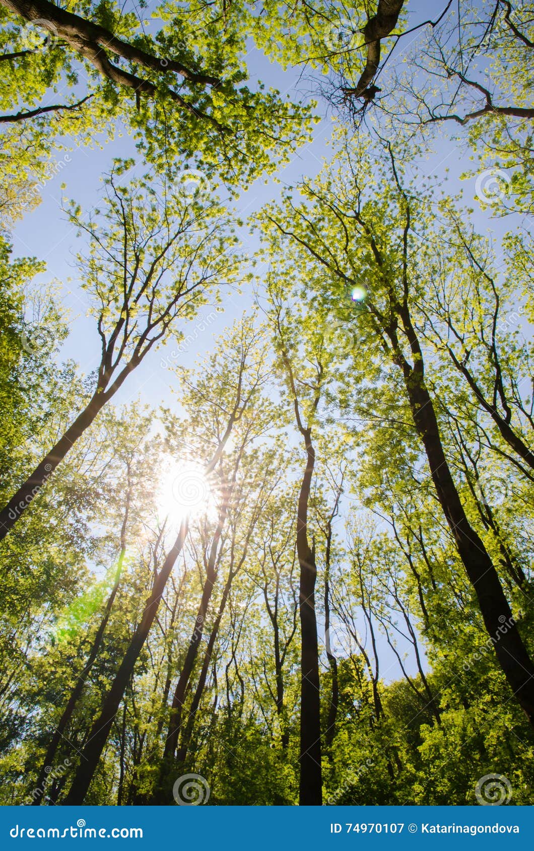 Tall spring trees stock image. Image of vertical, forest - 74970107