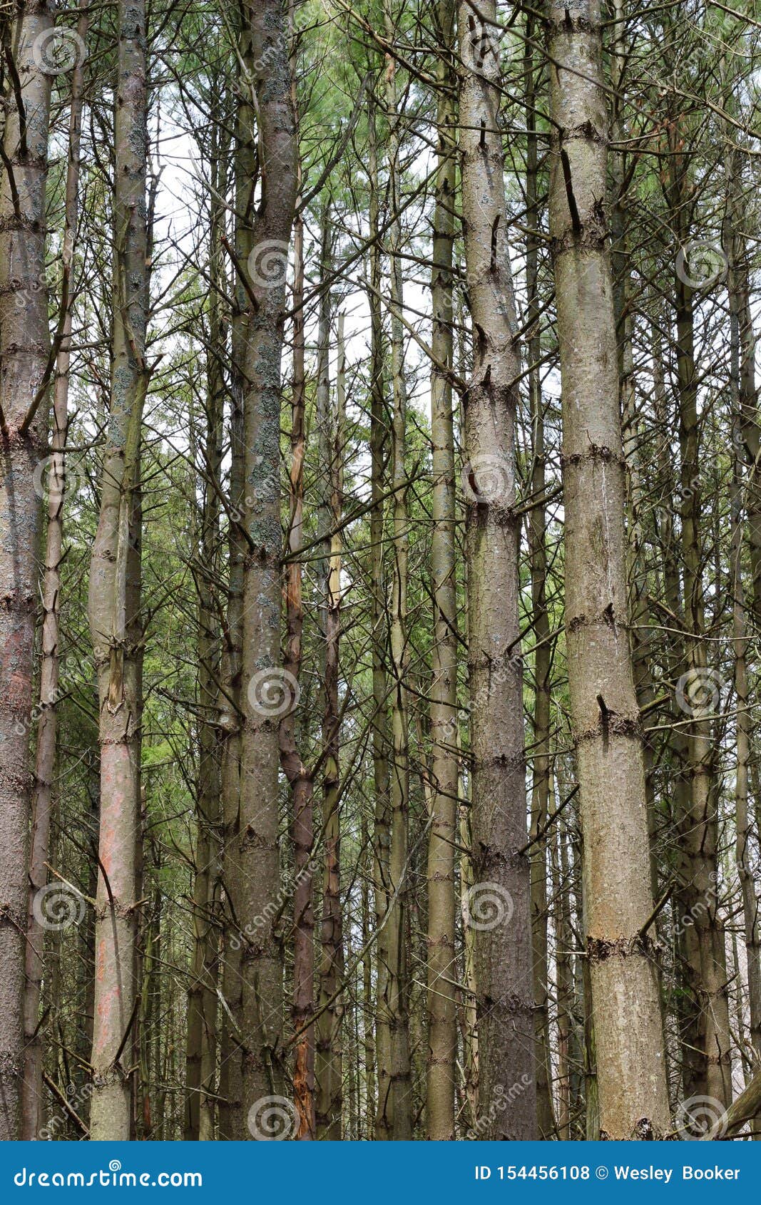 Tall Spruce stock photo. Image of green, spruce, canopy - 154456108