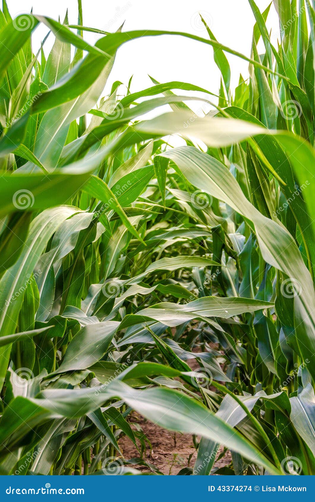 Tall Stalks of Corn in a Field Stock Photo - Image of outdoors ...