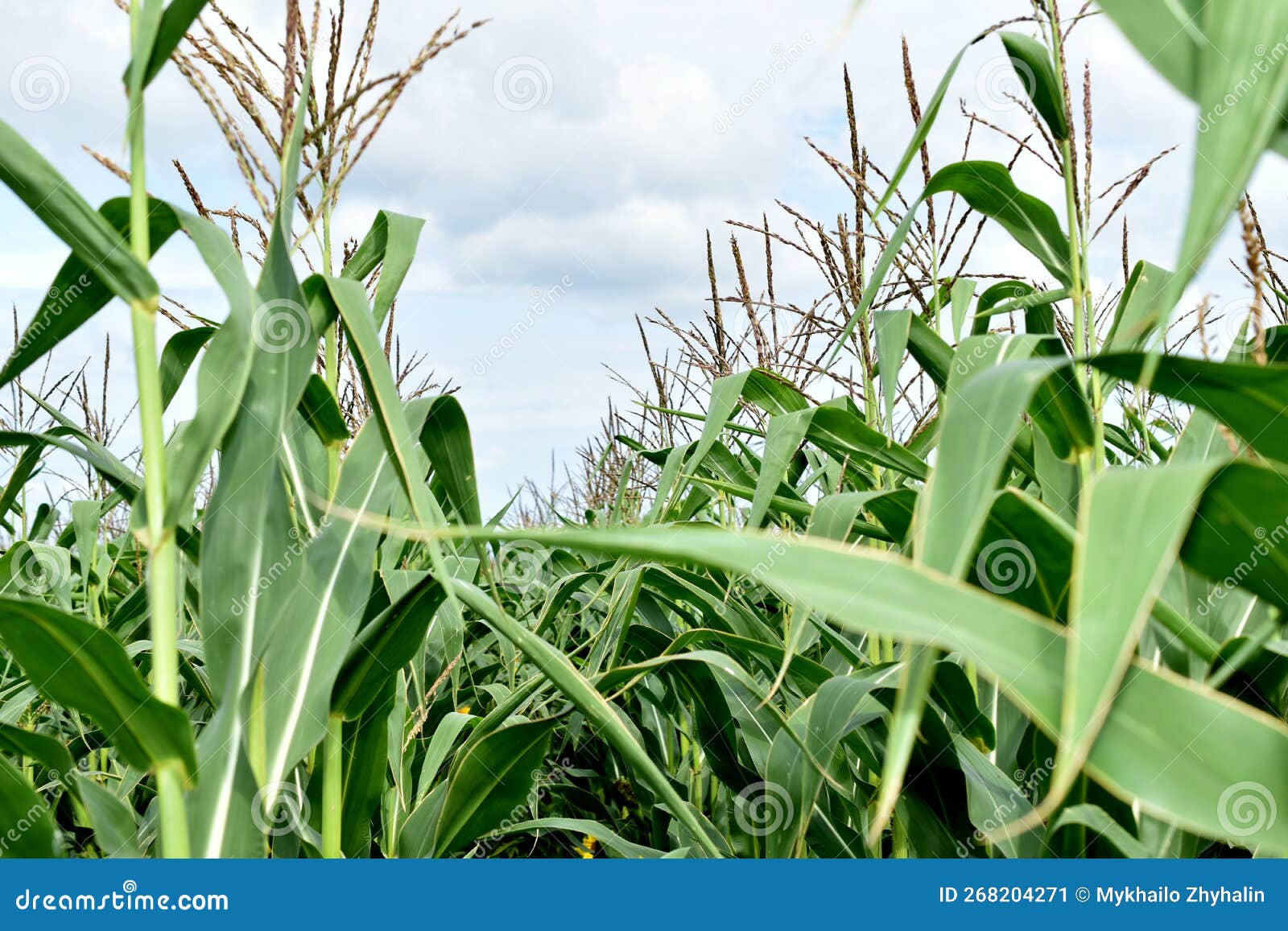 Tall Stalks of Corn Growing in the Field. Stock Image - Image of maize ...