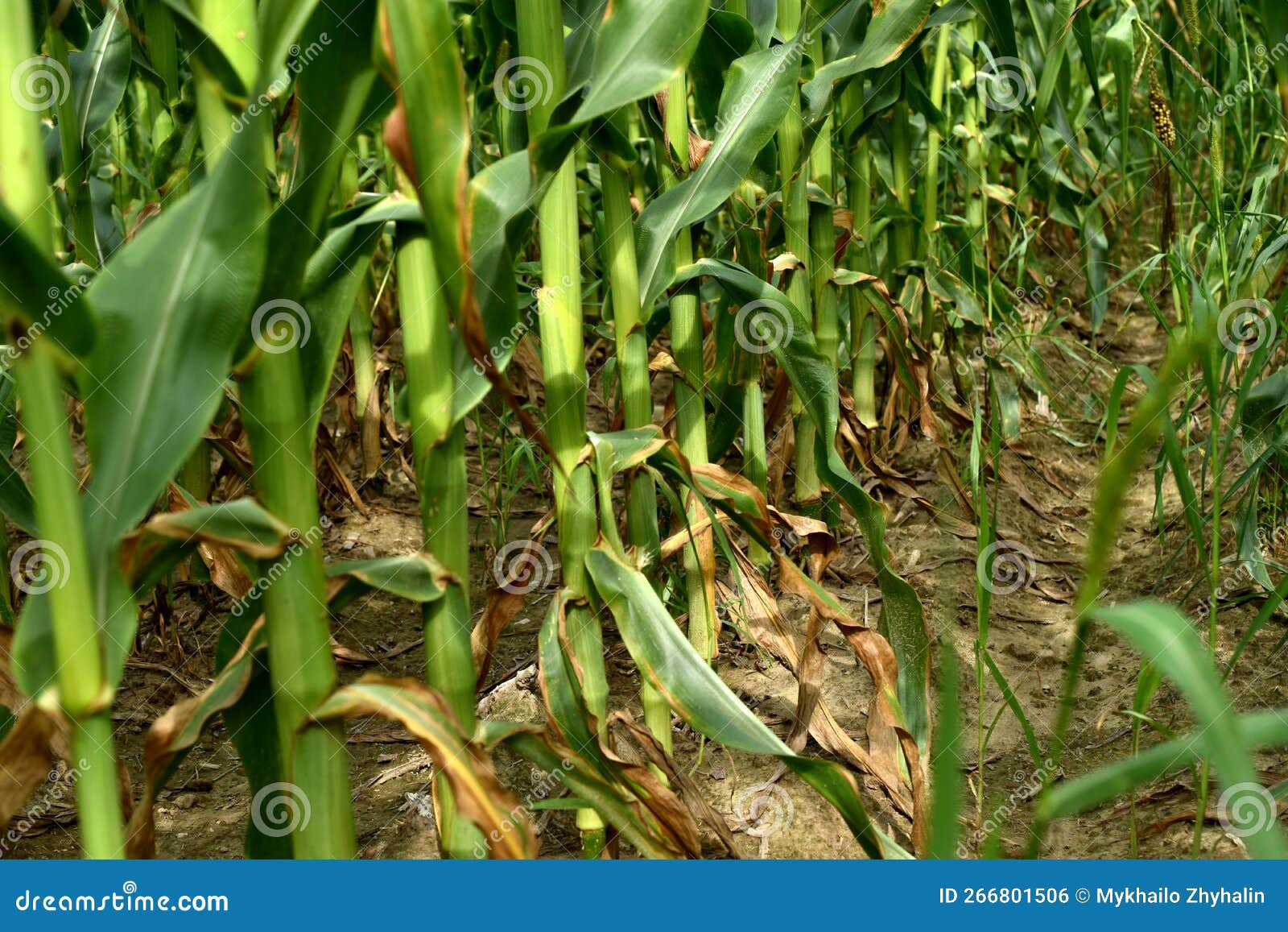 Cornfield. Rows of Corn on a Field with Leaves. Stock Photo - Image of ...