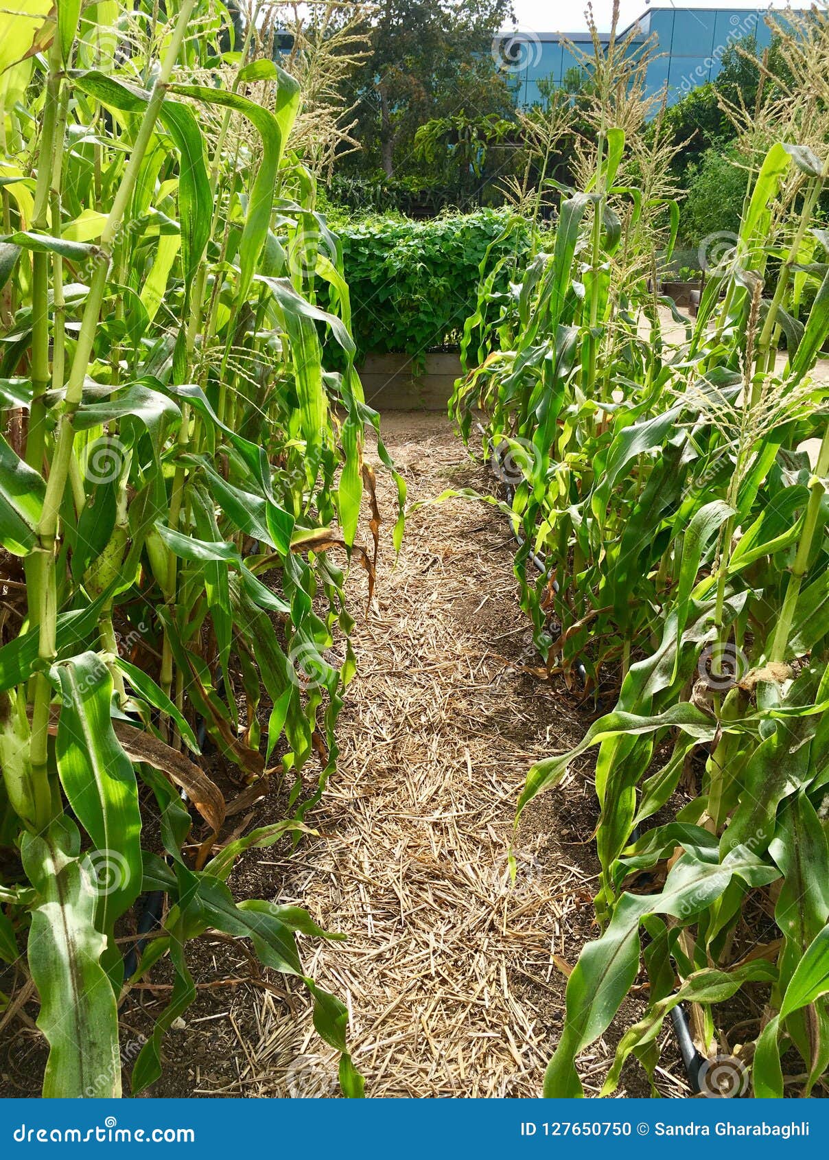 Stalks of Ripe Corn in Rows Stock Photo - Image of fall, tall: 127650750