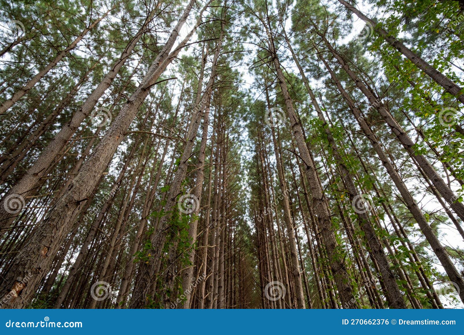 Tall Stand Of Deciduous Trees In Early Autumn Towering Over Umber Leaf ...