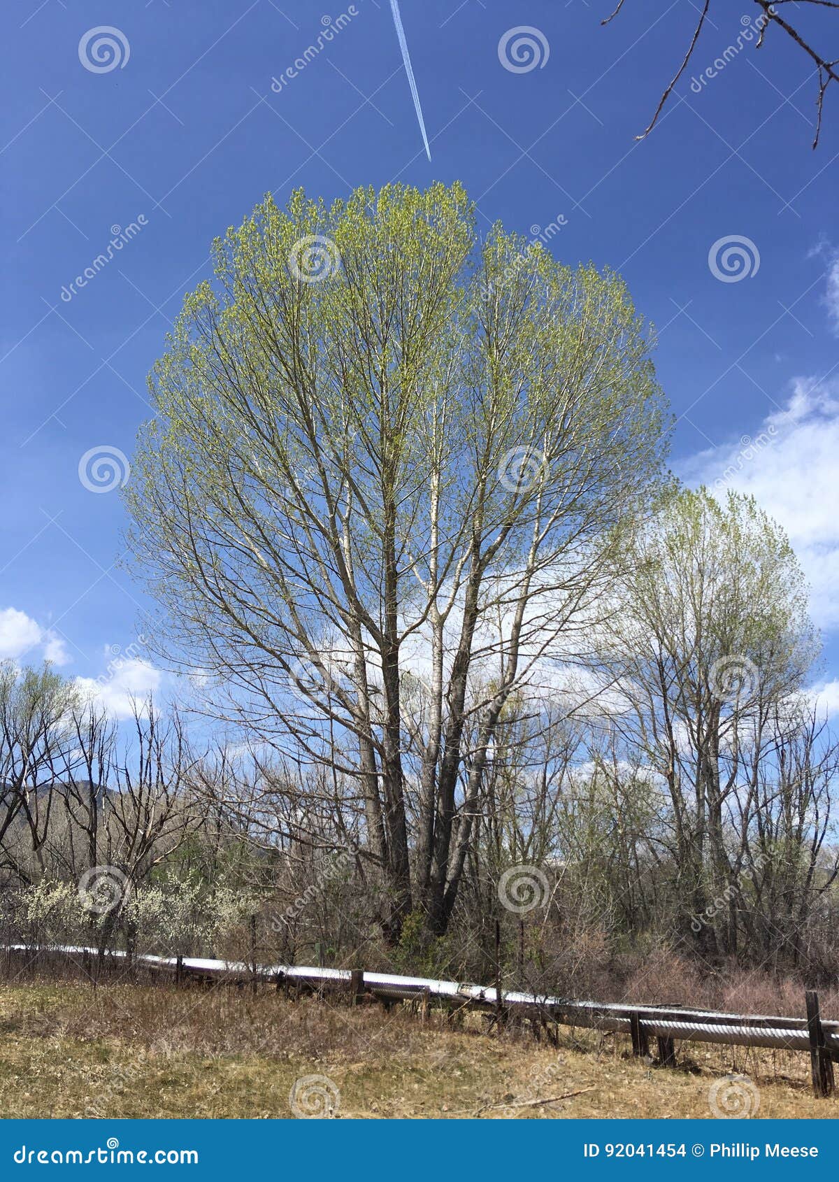 Tall Tree Coming Back To Life Stock Photo - Image of tall, tree: 92041454