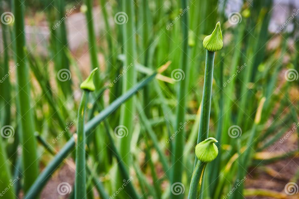 Tall Stems with Budding Flowers Getting Ready To Bloom in Spring Stock ...