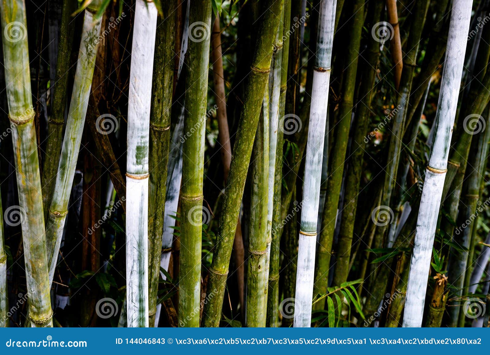 Long knot bamboo. stock image. Image of straight, beautiful - 144046843