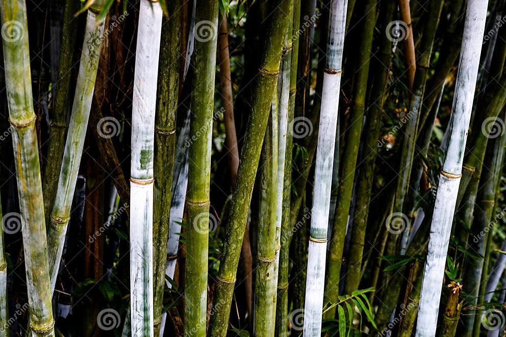 Long knot bamboo. stock image. Image of straight, beautiful - 144046843