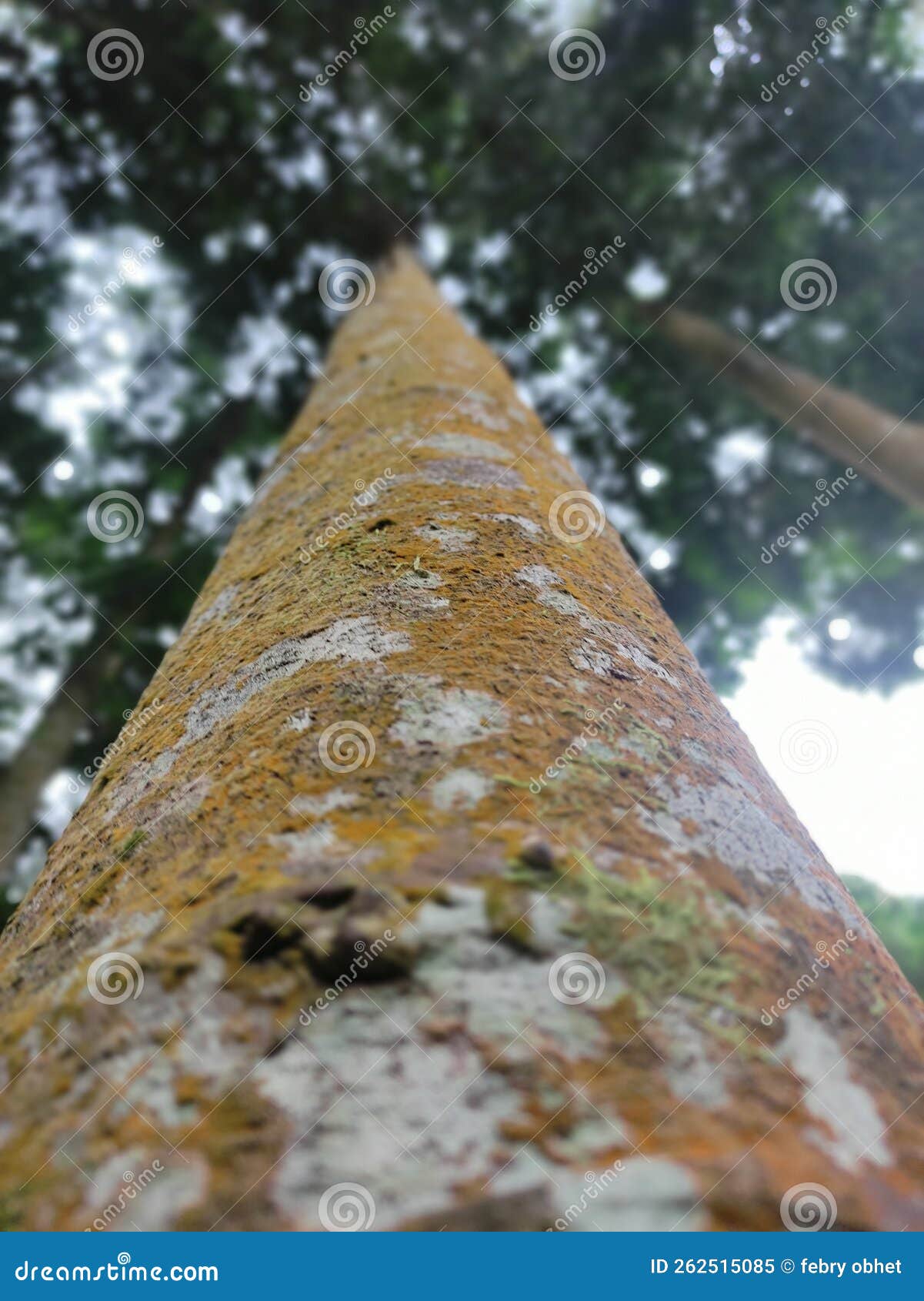 Tall and straight tree stock image. Image of autumn - 262515085
