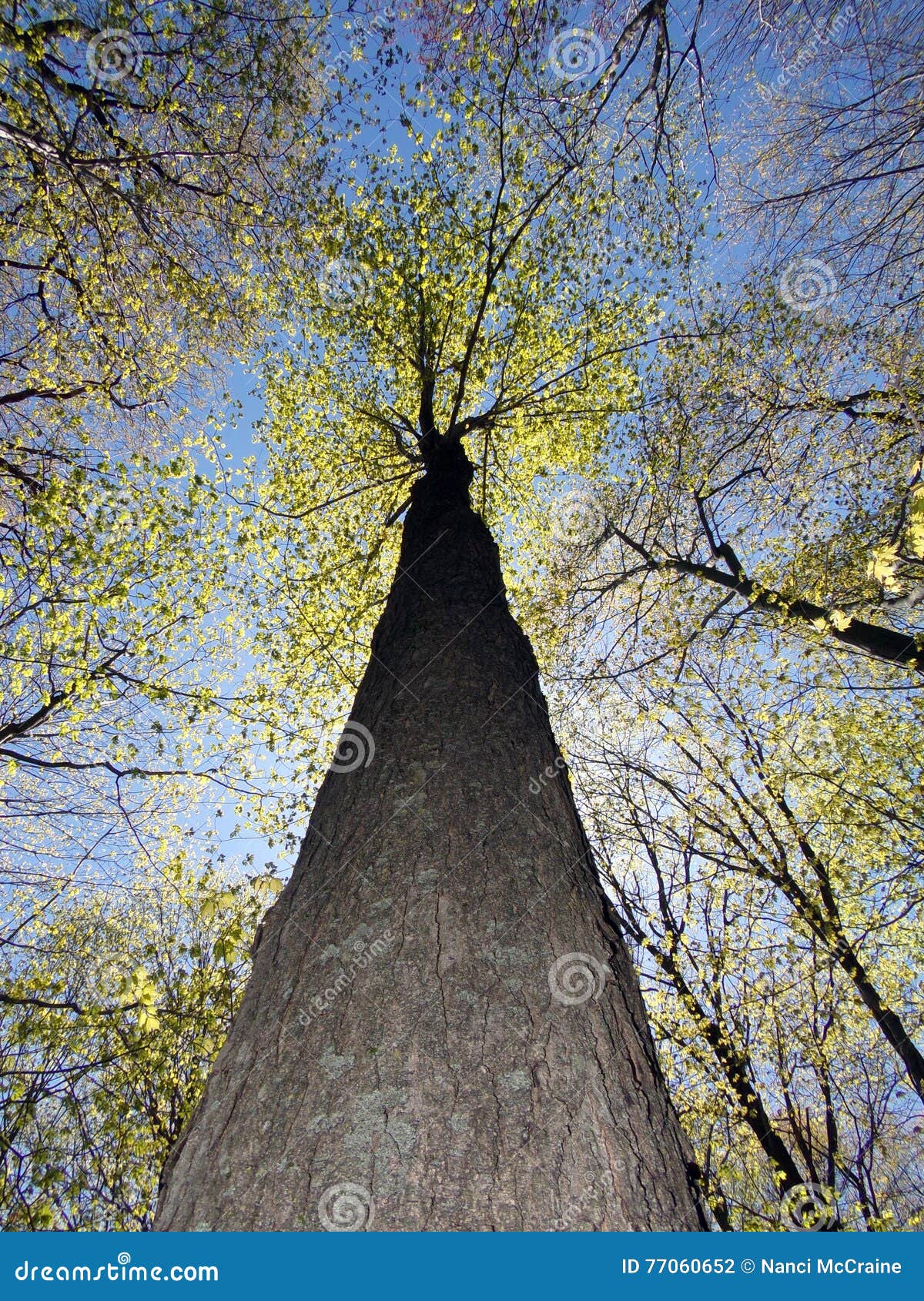 Tall Straight Tree Against Blue Sky Stock Photo - Image of tops ...