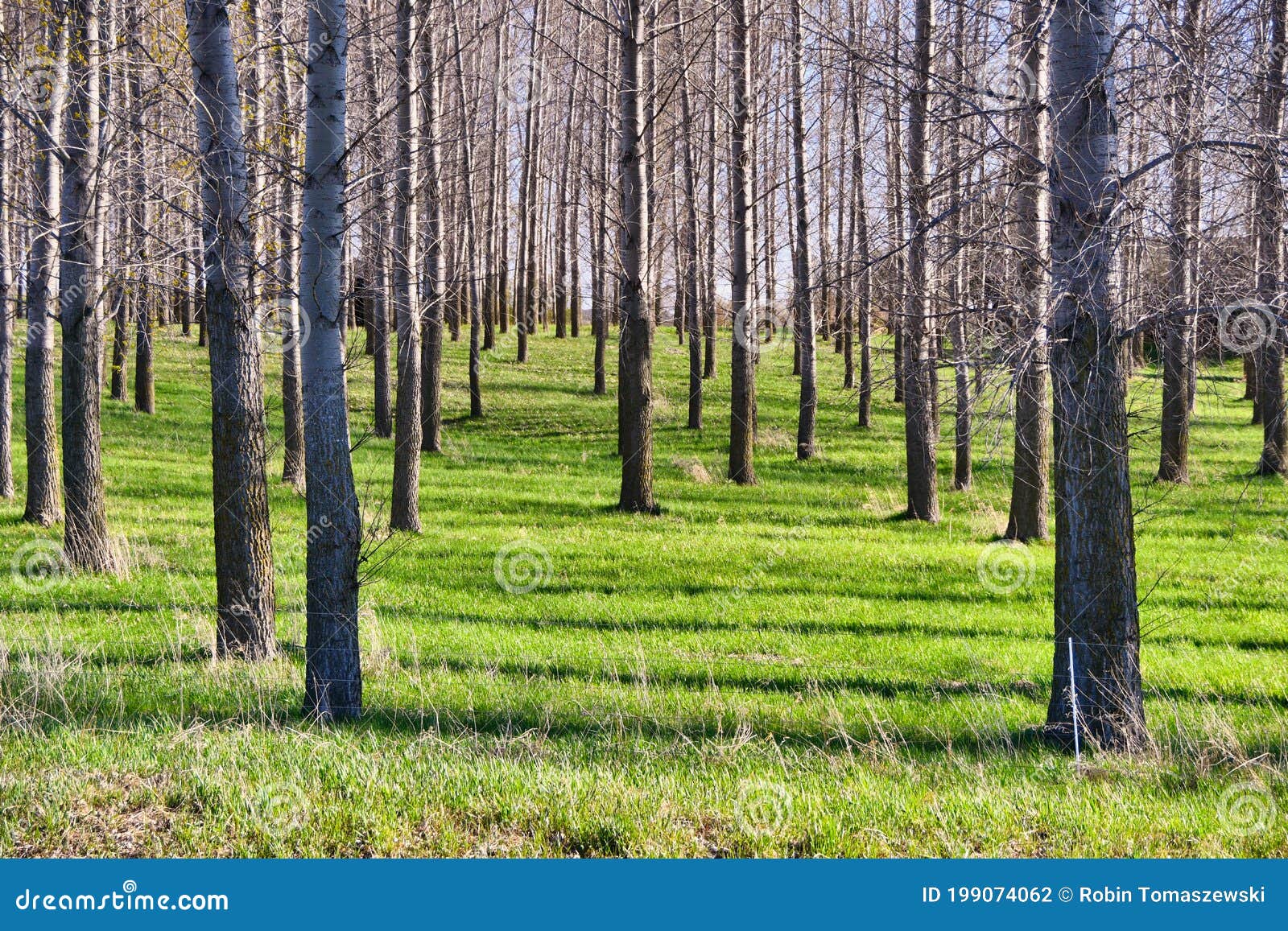 Tall straight tree trunks stock photo. Image of magical - 199074062