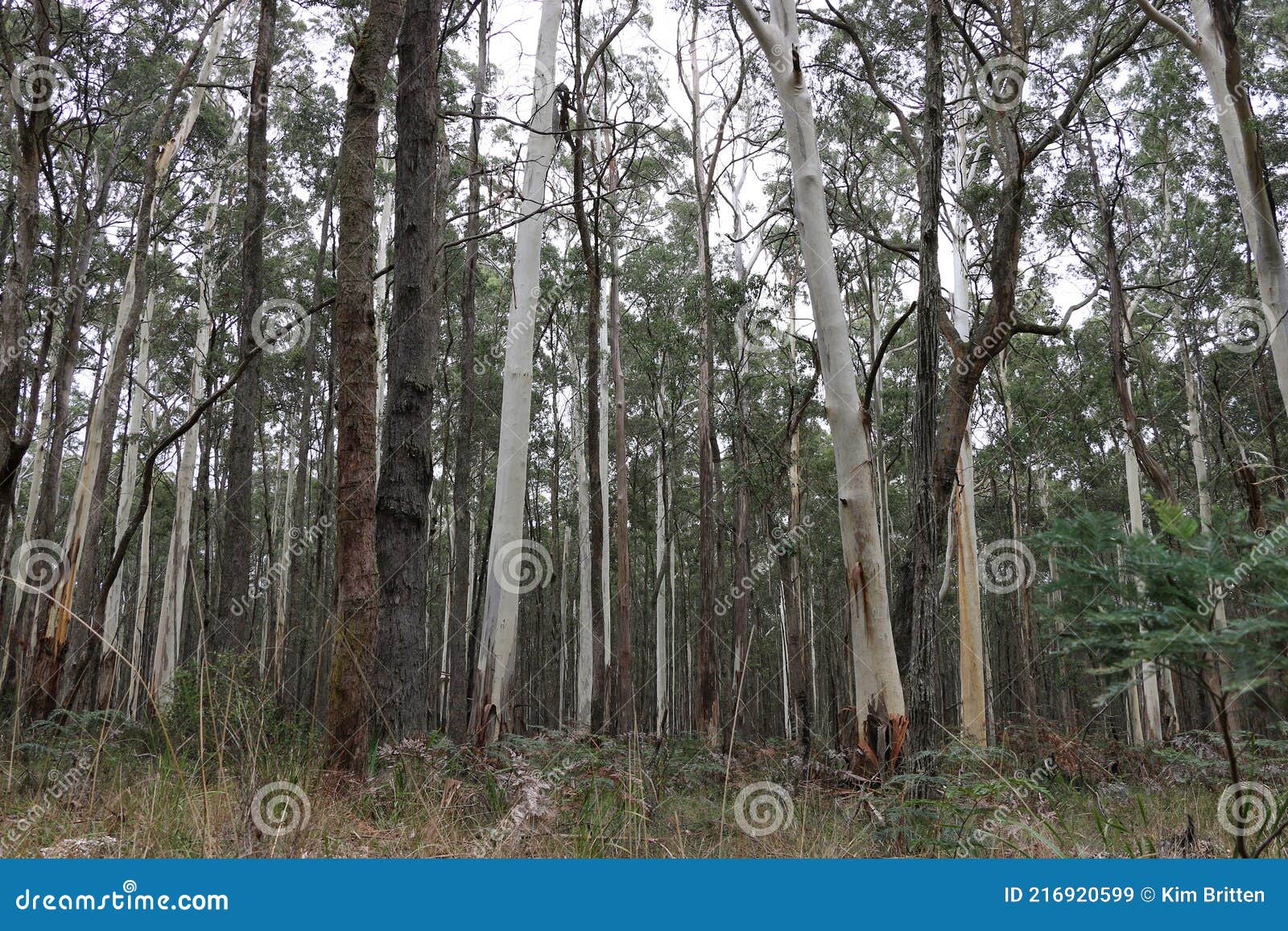 Tall Straight Trees Growing in a Forest Stock Image - Image of outdoor ...
