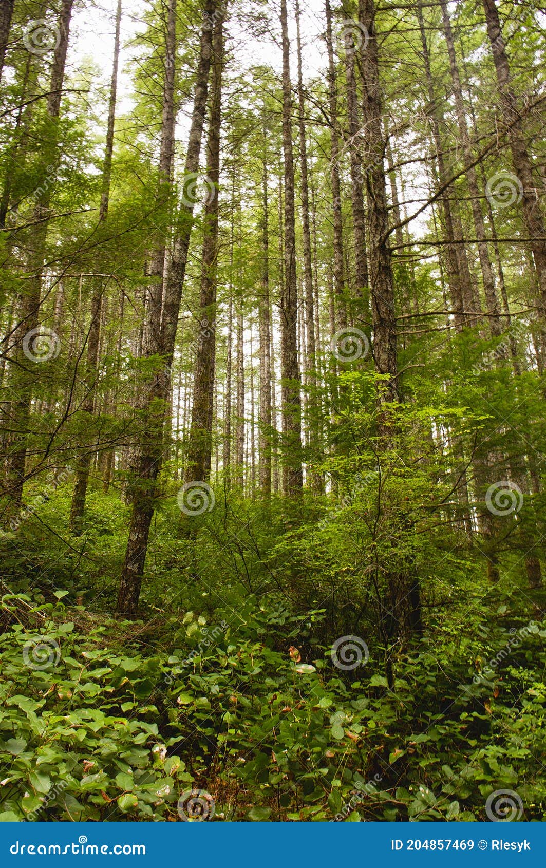 Tall Straight Trees in a Rain Forest Stock Image - Image of rain, green ...