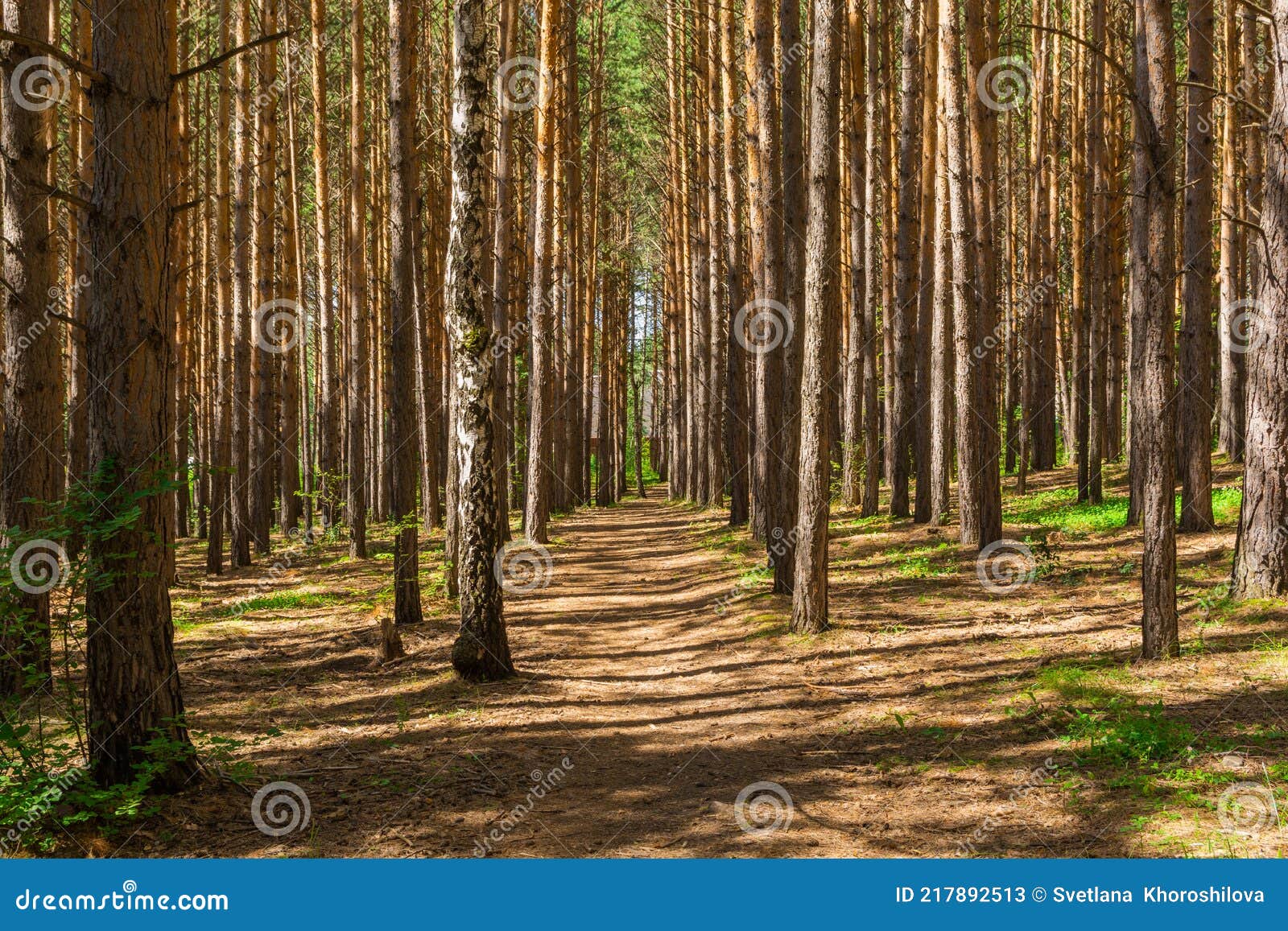 Tall Straight Trunks of Pine Trees in the Forest. Walking in the Park ...