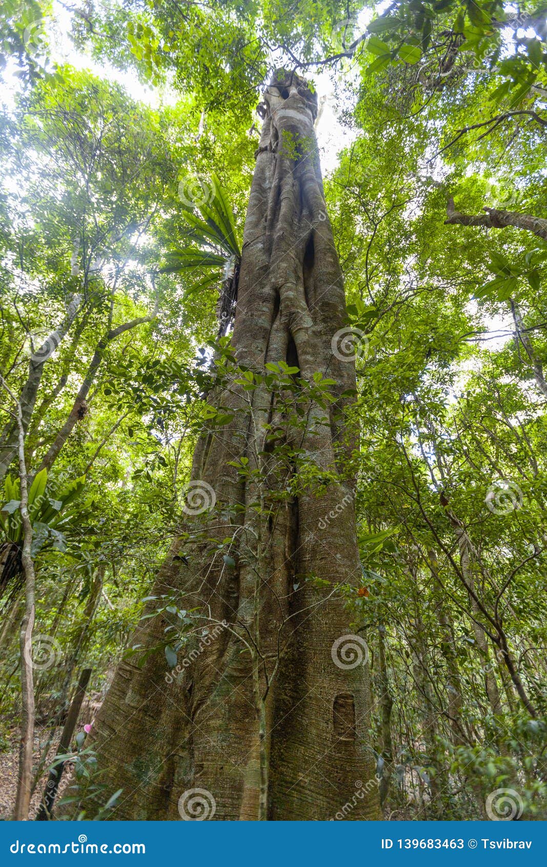 Tall strangler fig tree. stock image. Image of rainforests - 139683463