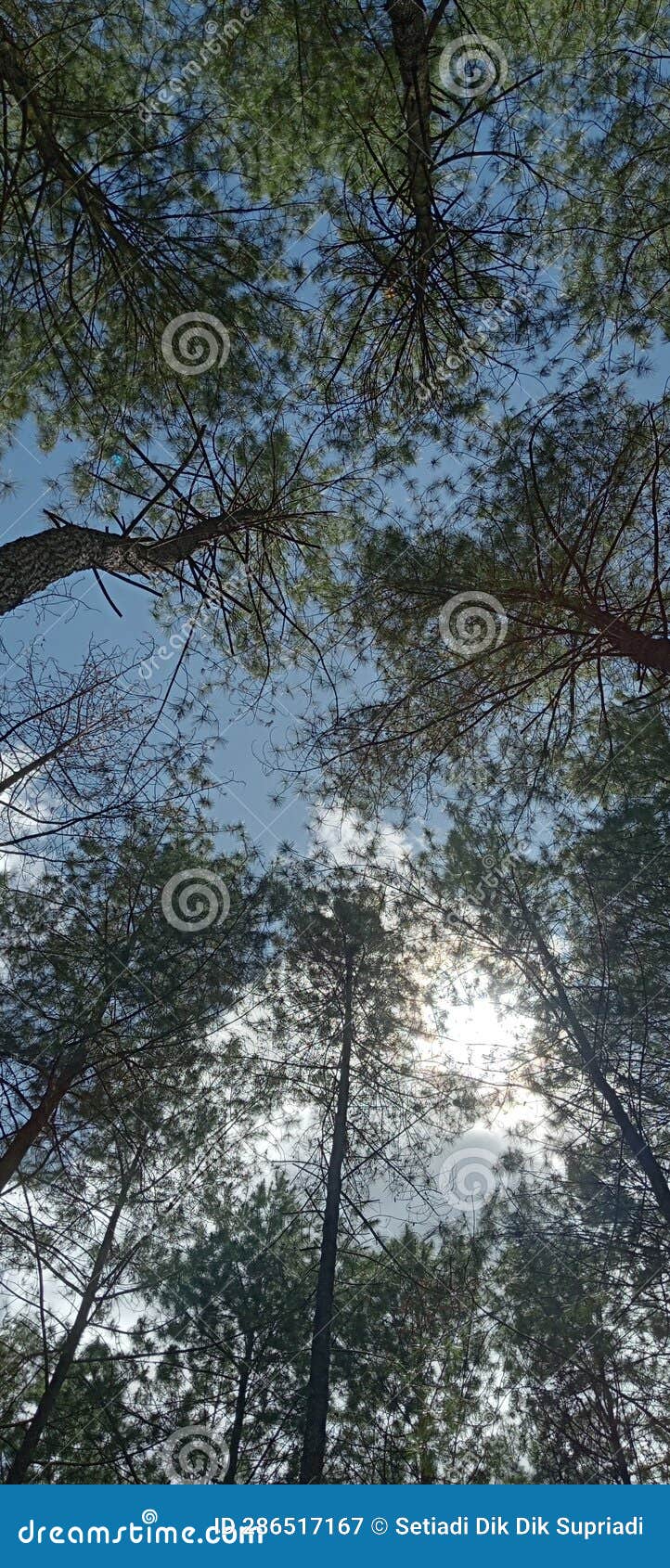 Tall strong tree stock image. Image of sunlight, flower - 286517167