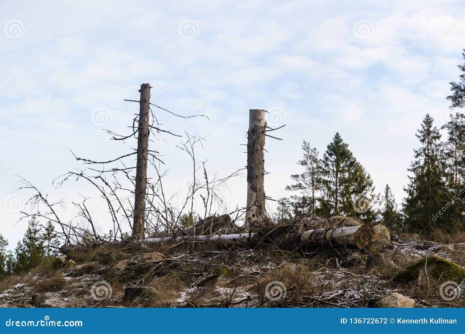Tall Stumps in a Clear Cut Forest Area Stock Photo - Image of fallen ...