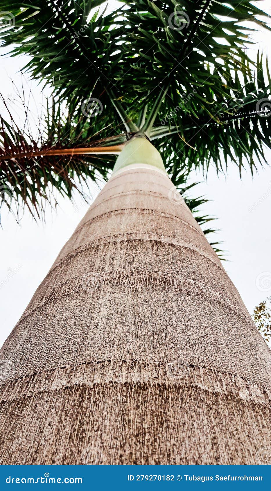 A Tall and Sturdy Palm Tree Stock Photo - Image of tall, sturdy: 279270182 A Tall and Sturdy Palm Tree Stock Photo - Image of tall, sturdy: 279270182