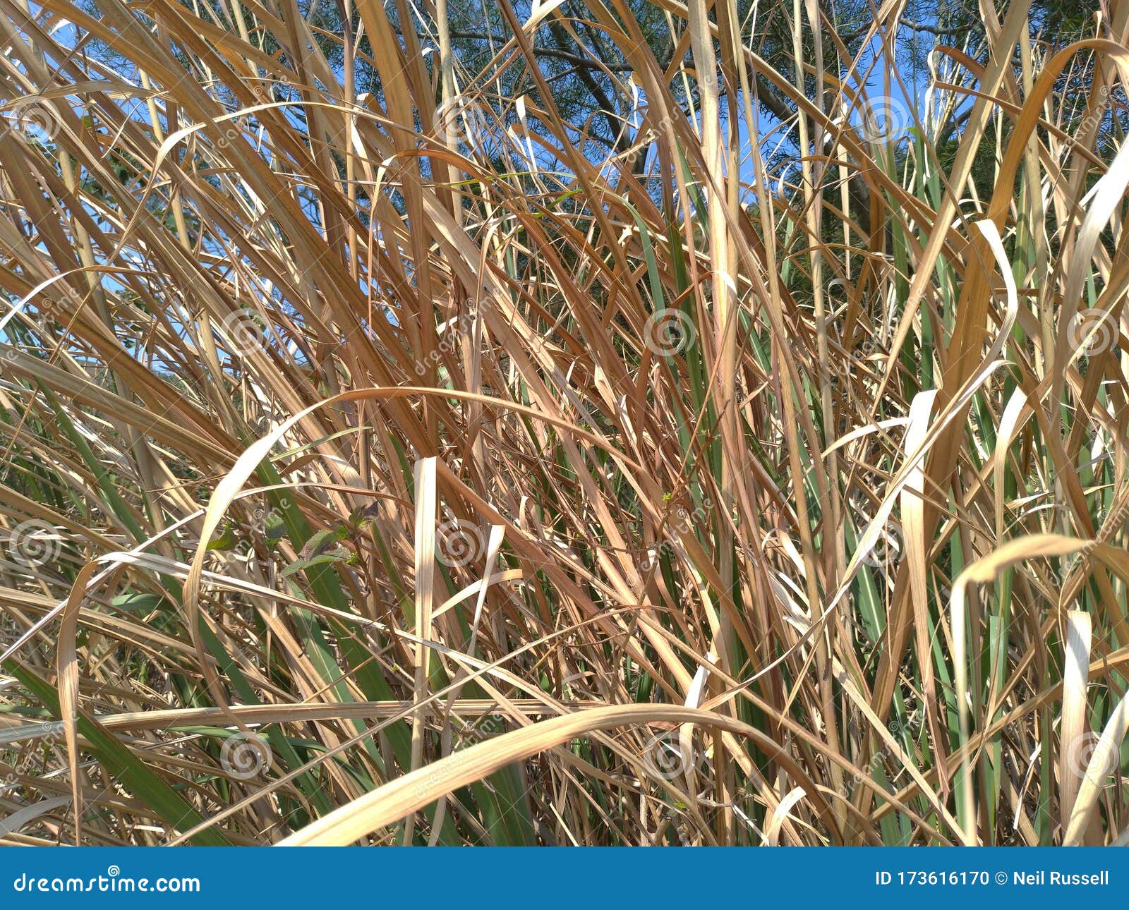 Sun dried grass. stock photo. Image of naturally, coloured - 173616170
