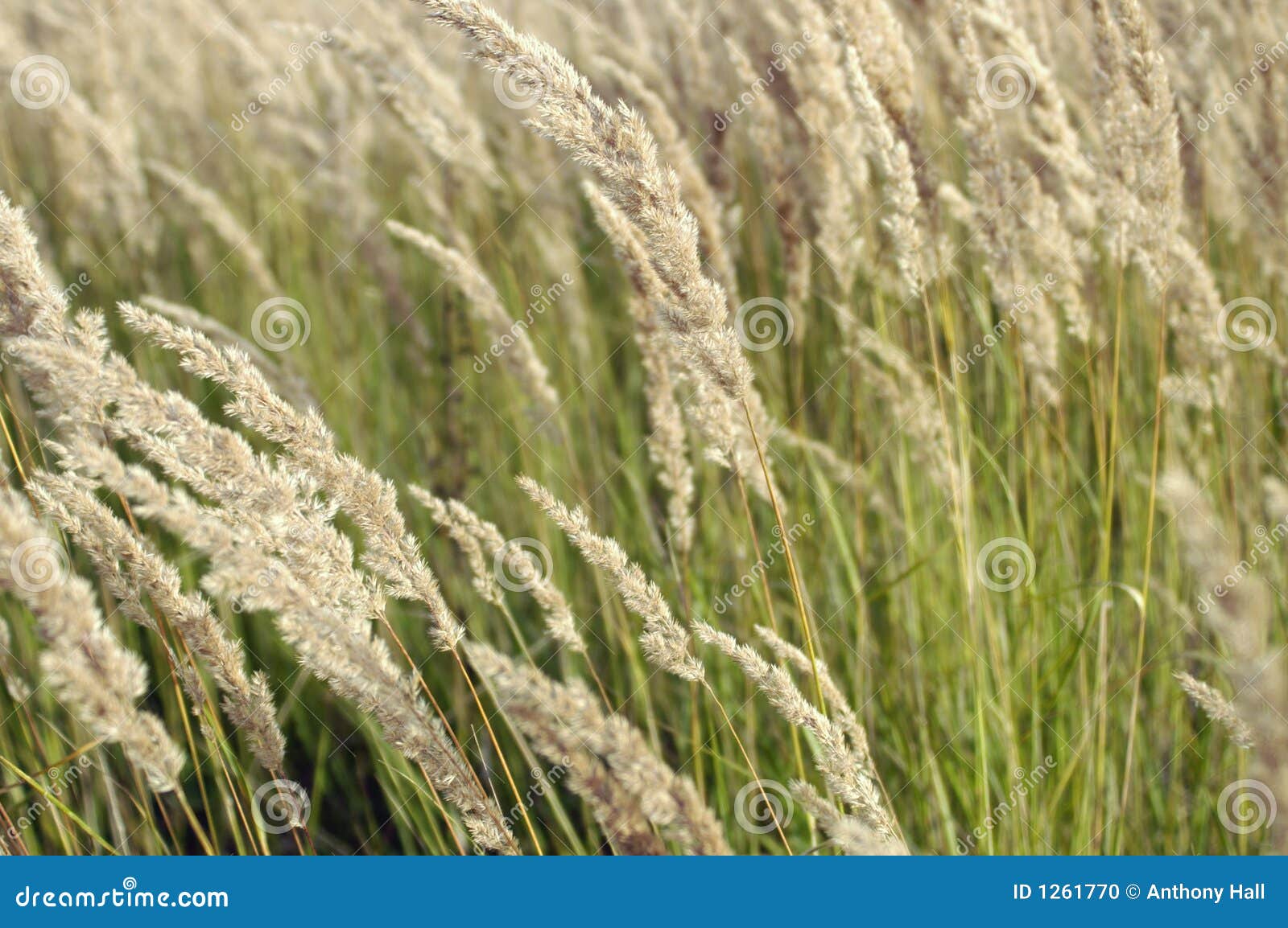 Tall swaying grass stock photo. Image of wild, bent, sway - 1261770