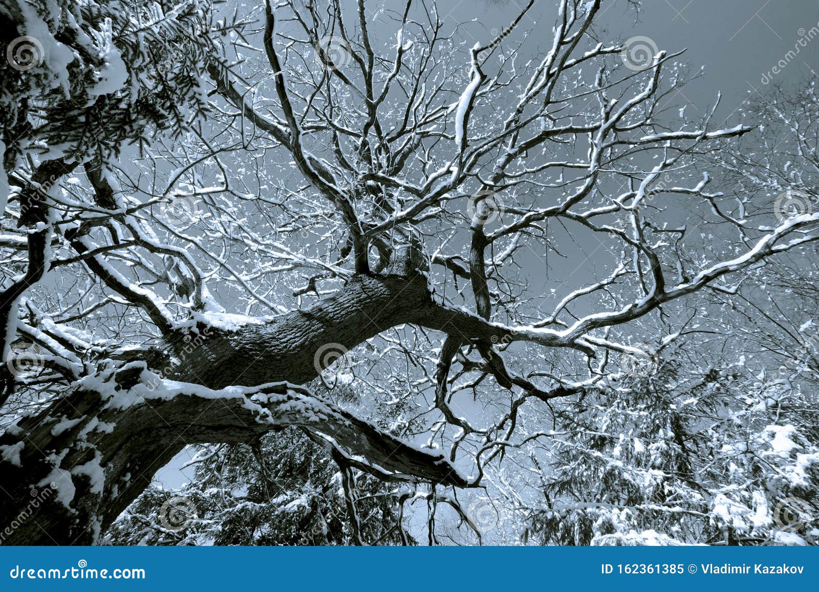 Tall Sweeping Tilted Tree with Snow in a Winter Forest. Stock Image ...