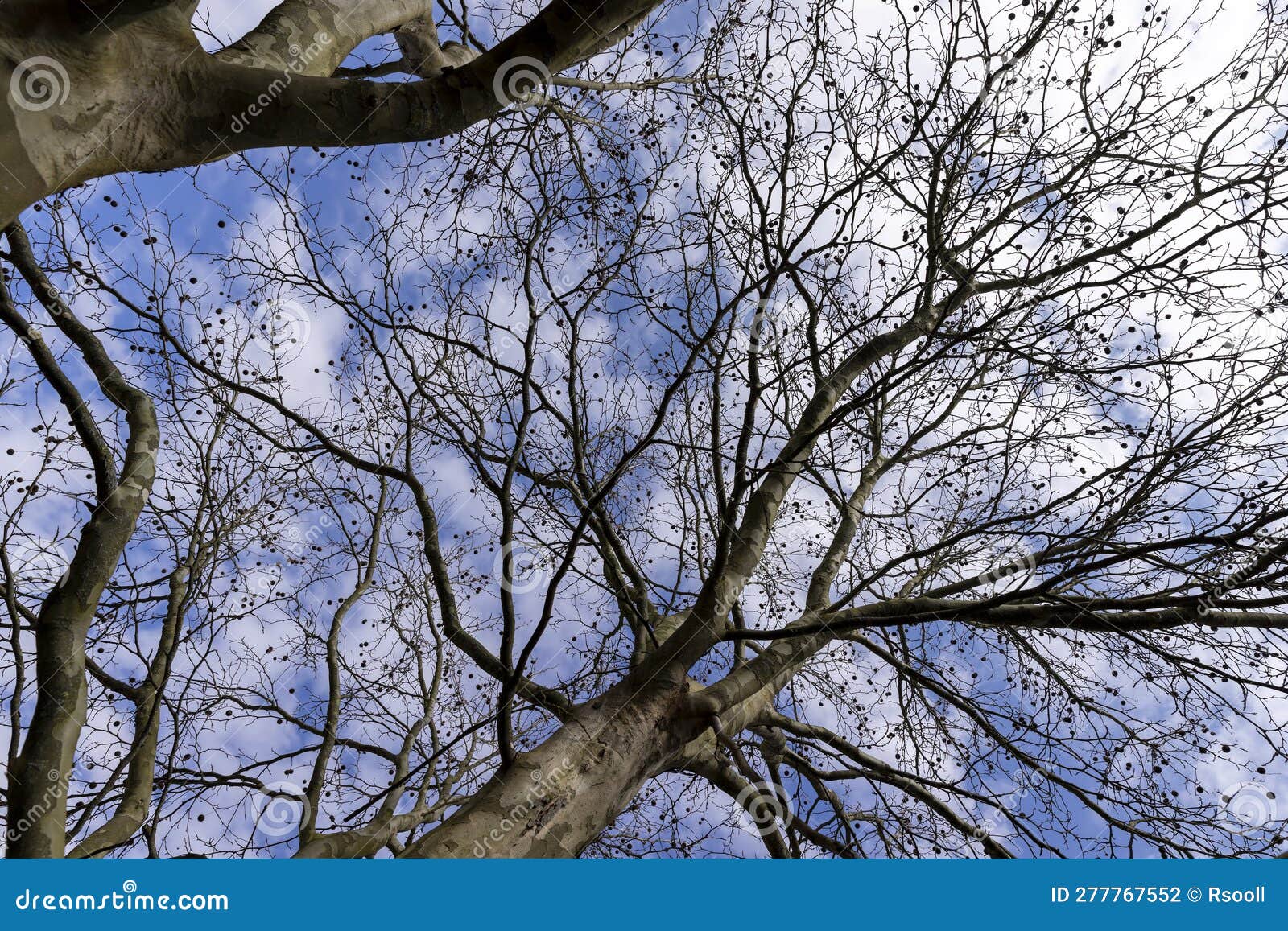 A Tall Sycamore Tree with Branches without Foliage Stock Photo - Image ...